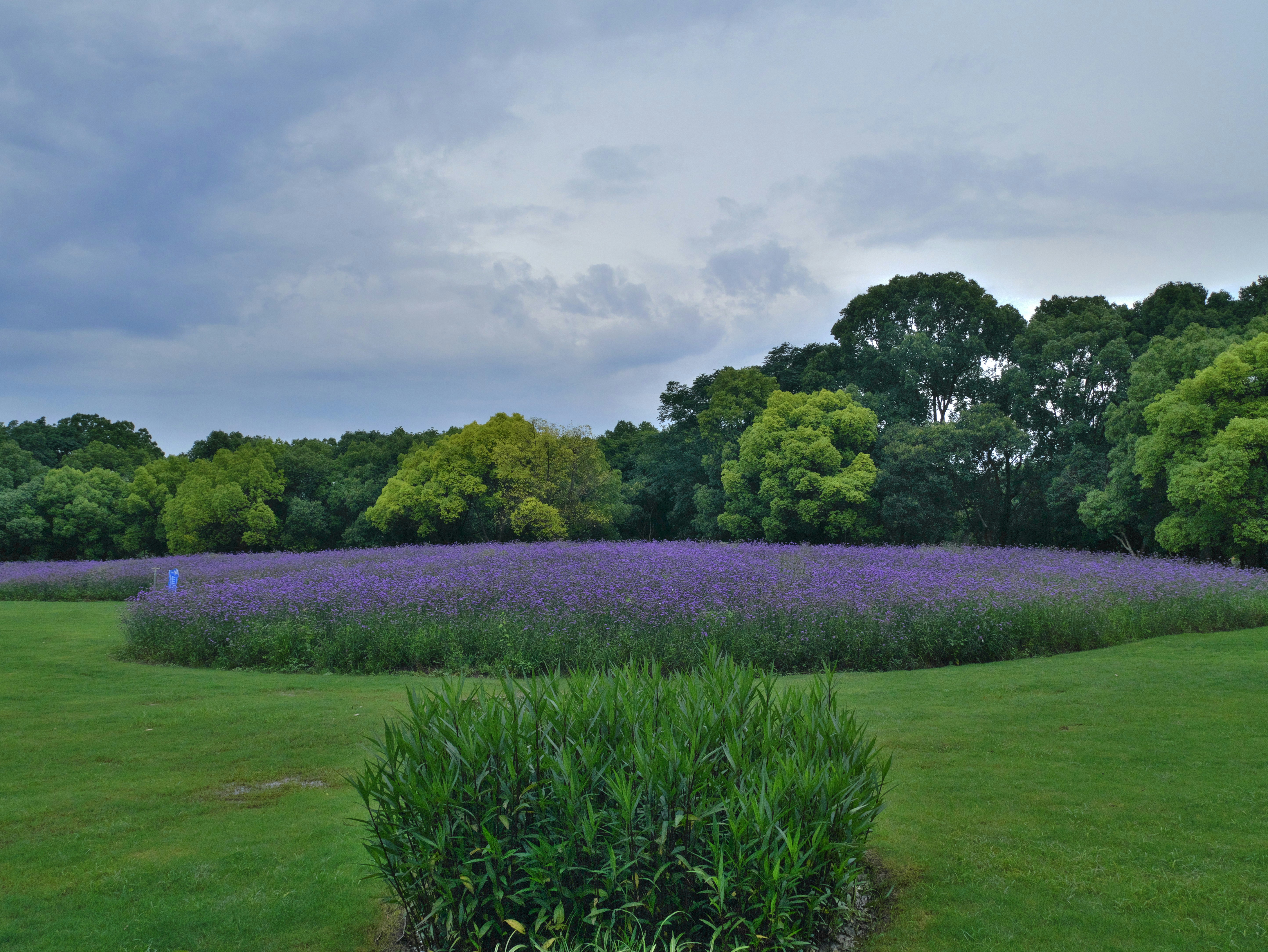 Lavender Field photo shot on Panasonic Lumix G9 Mark II