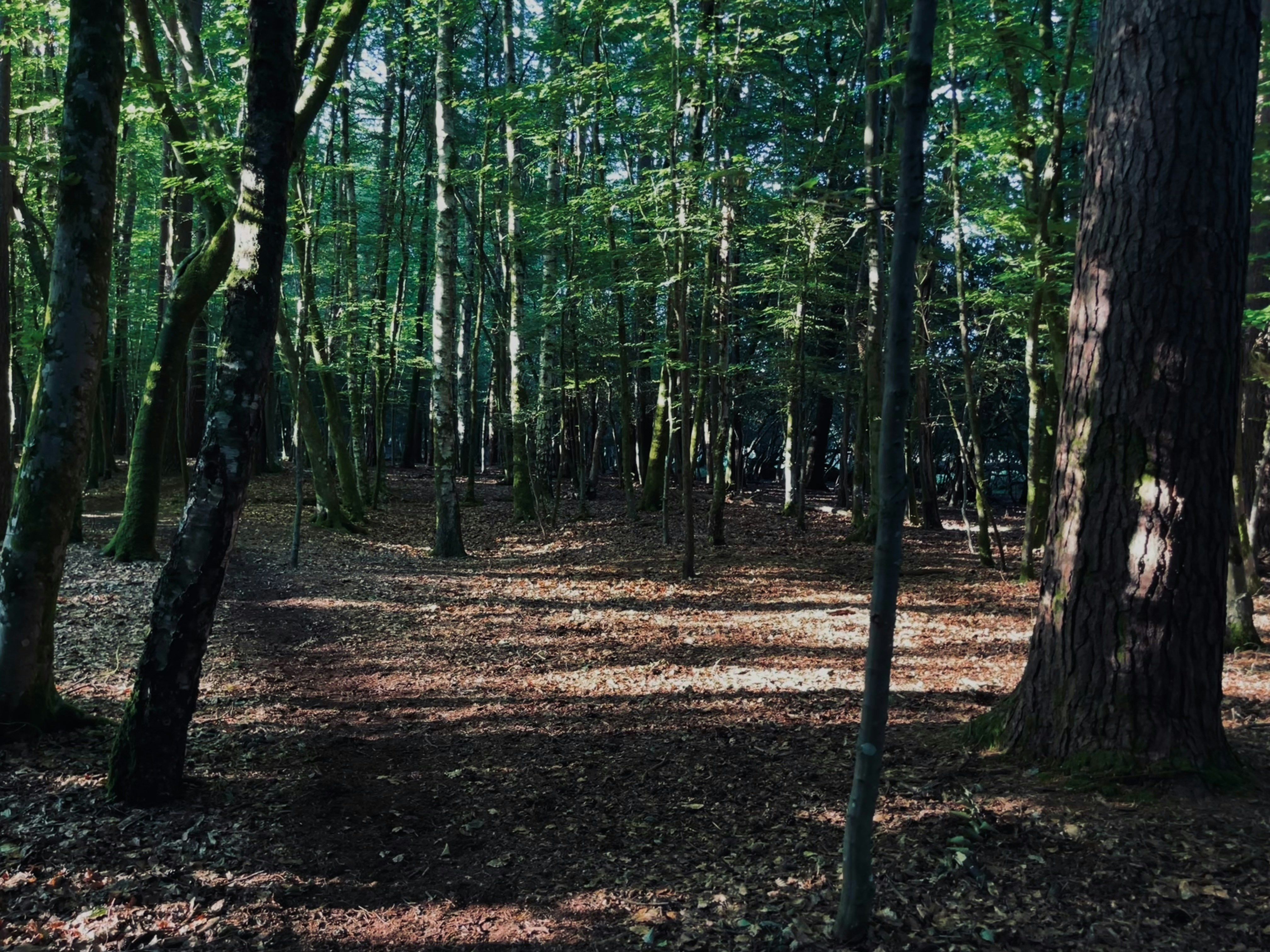 Light Filtering Through a Quiet Beech Forest Path