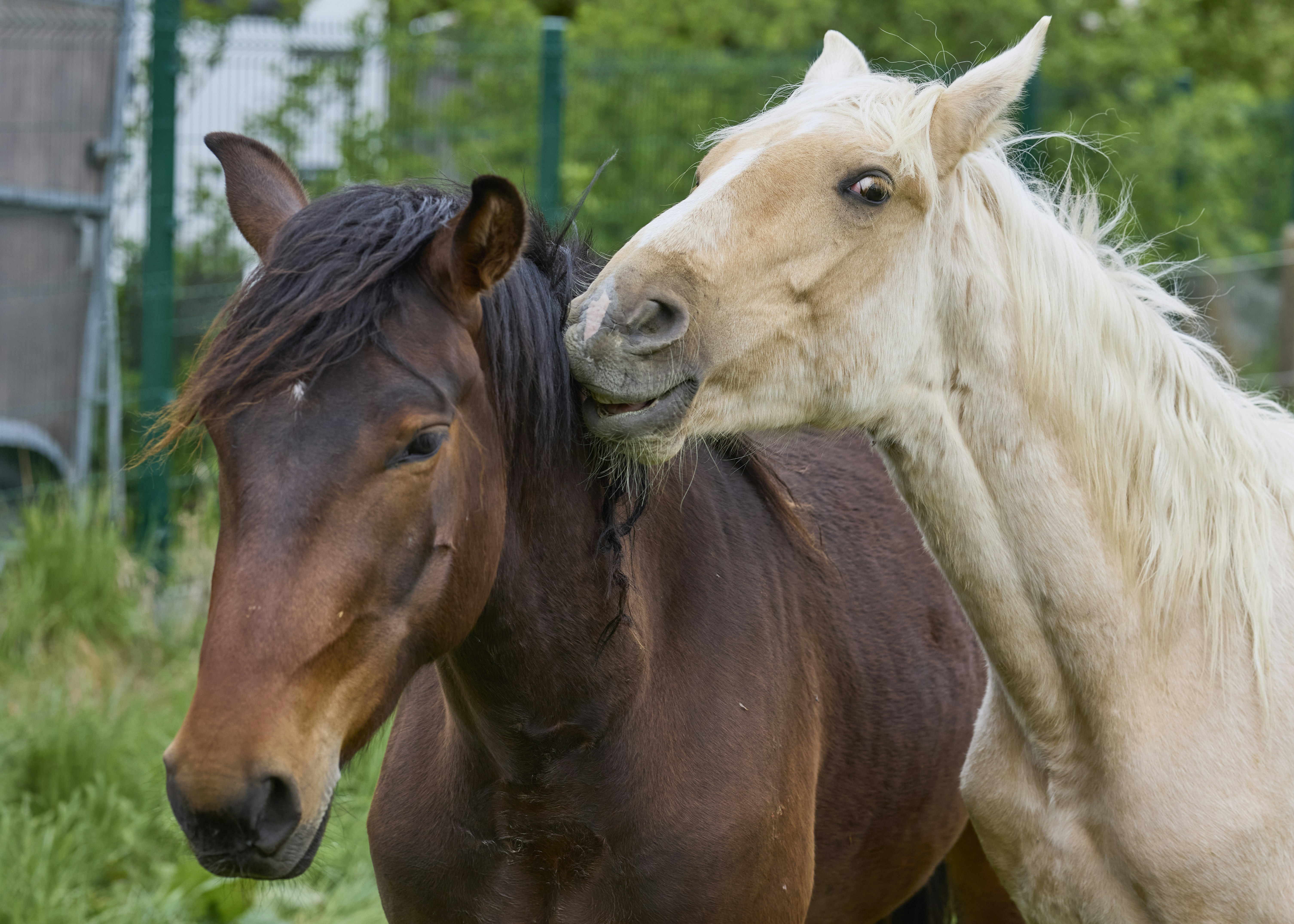 Two-Headed Whisper: A Gentle Kiss Between Horses