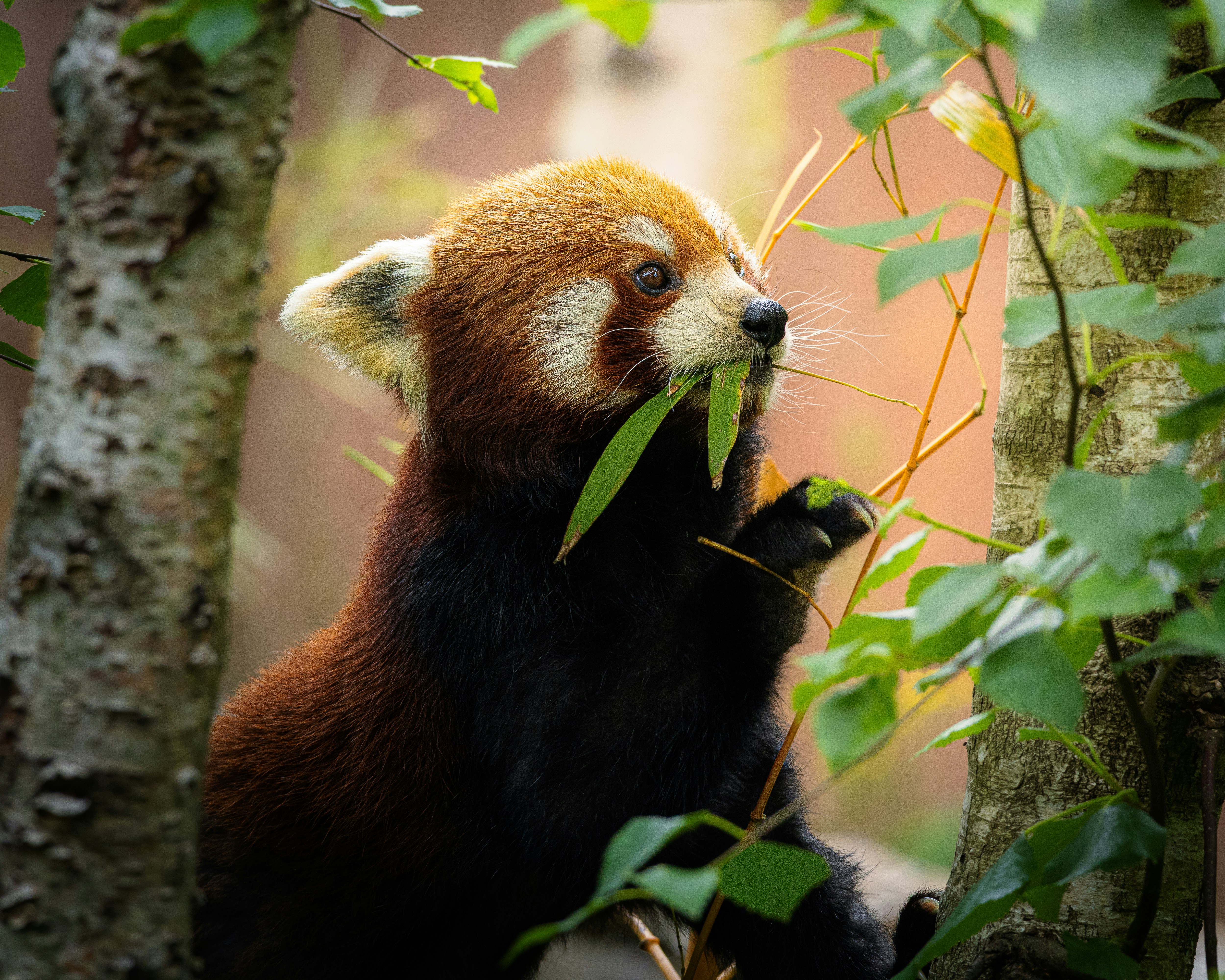 Red Panda at the Edge: Leafy Snack in a Quiet Clearing