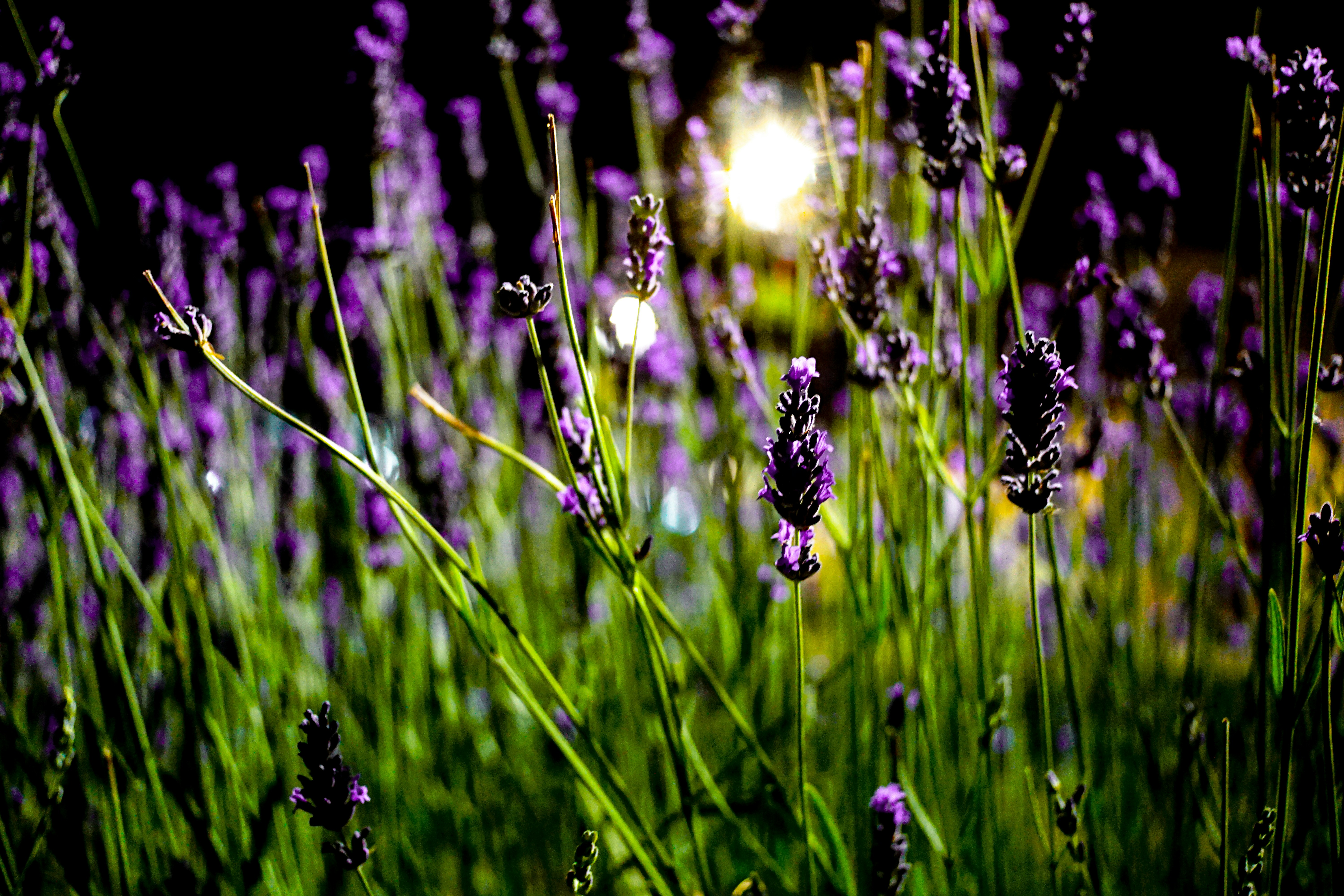 Sunlit Lavender Field: Backlit Stalks in Bloom