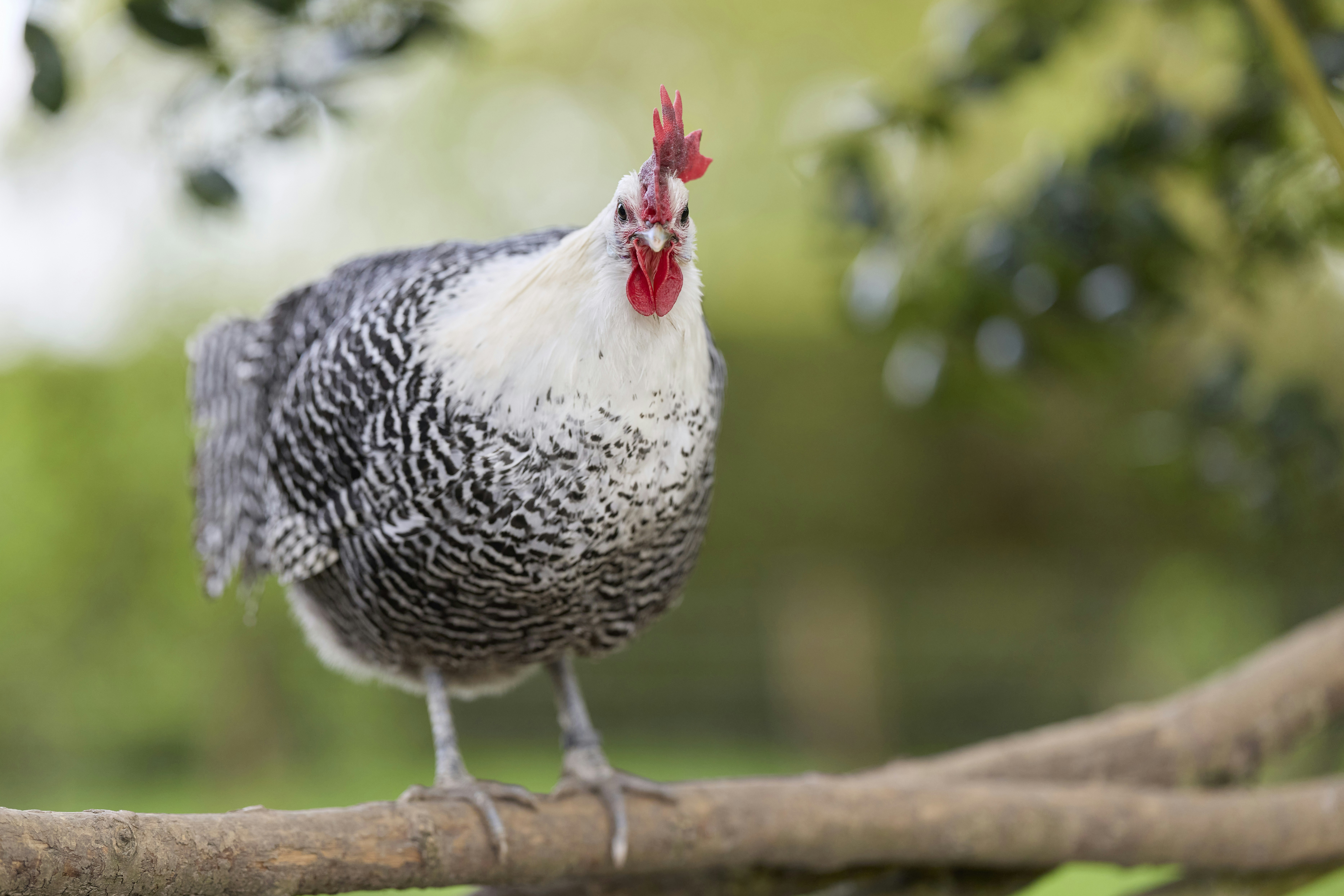 White hen on a branch, sharp eye contact with the viewer