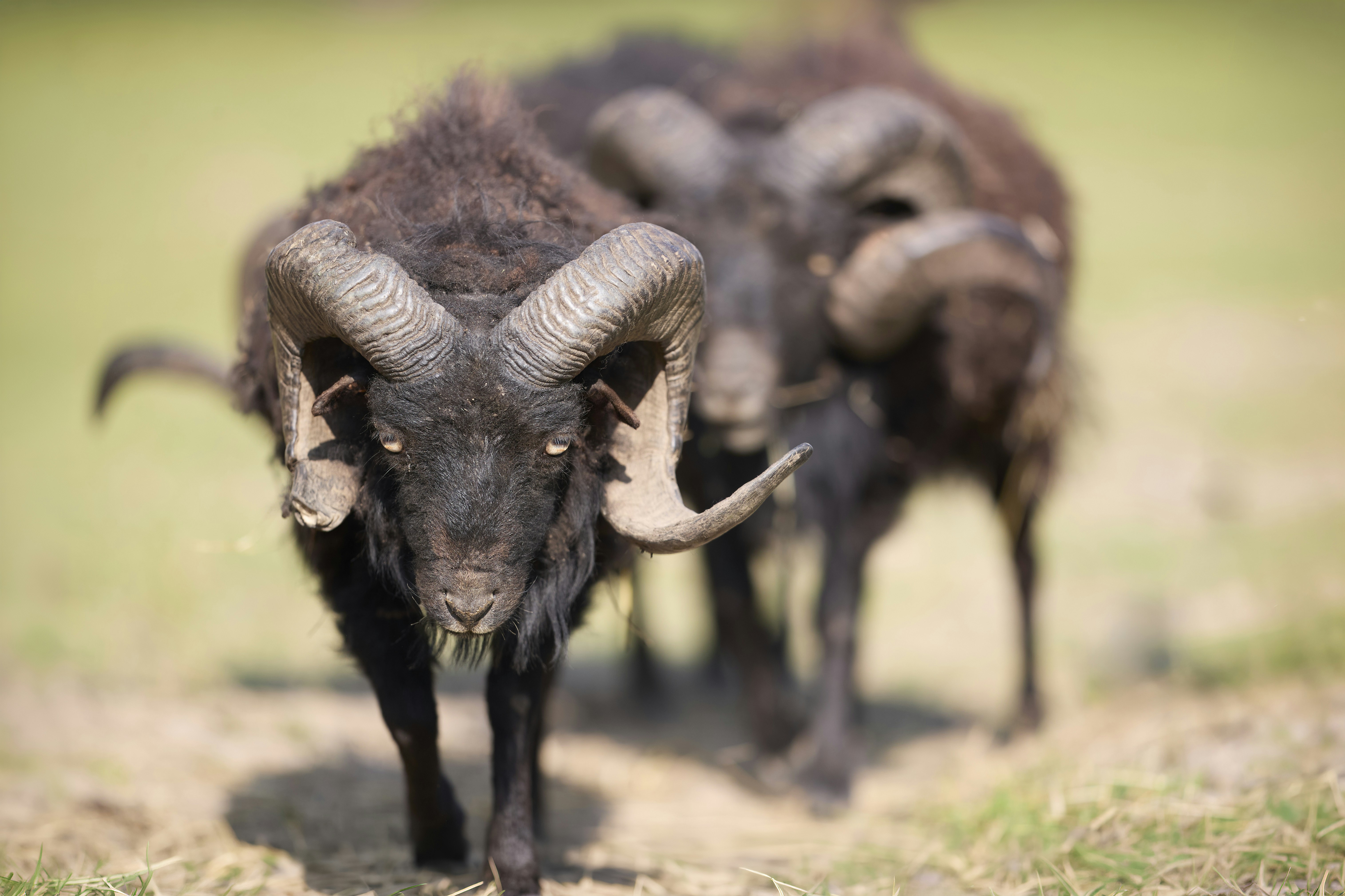 Charging Bison: A Close Herd Pushes Forward