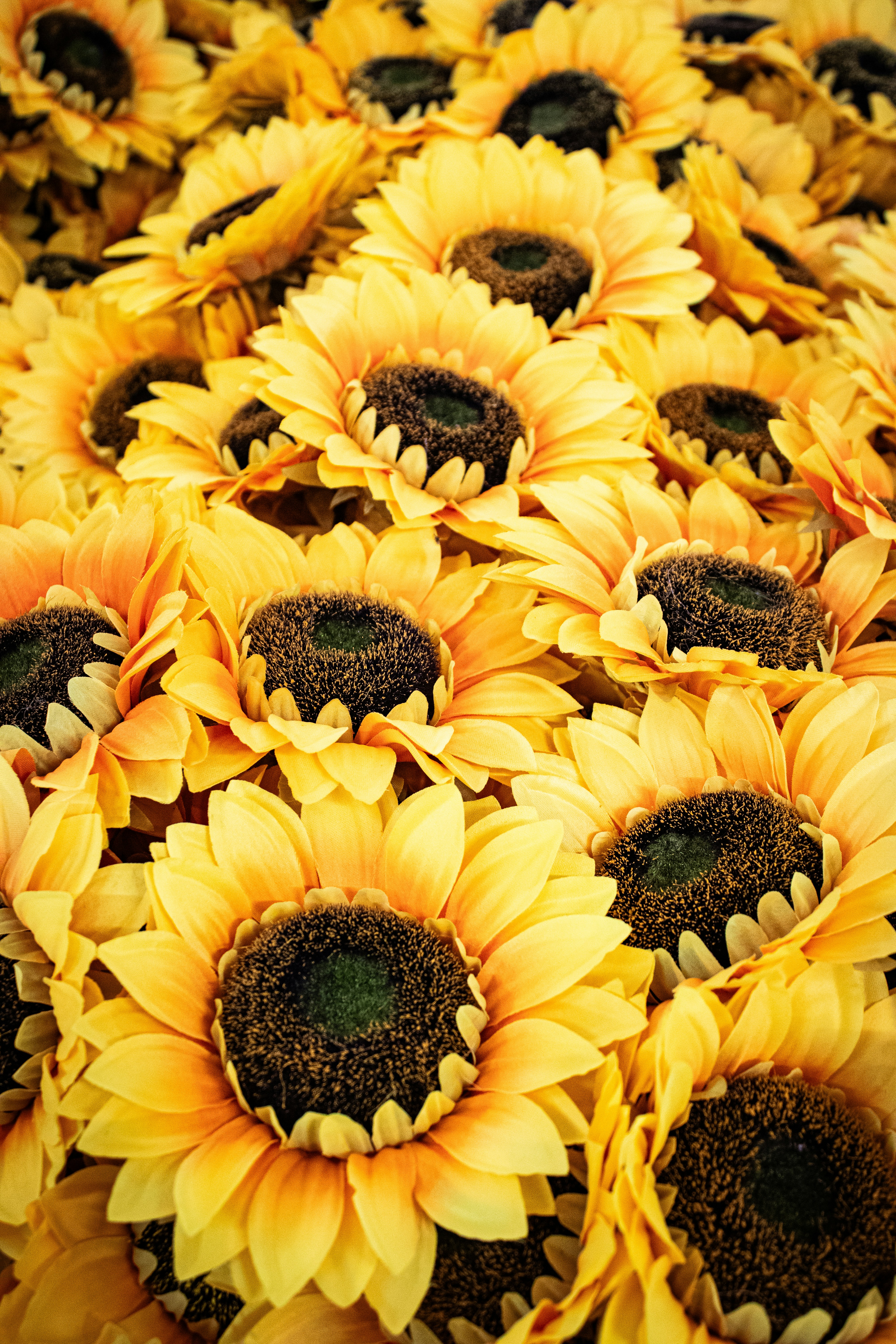 Bright sunflowers densely fill the frame with rich yellow petals and dark centers; a close-up field study of blooms with strong warm tones.