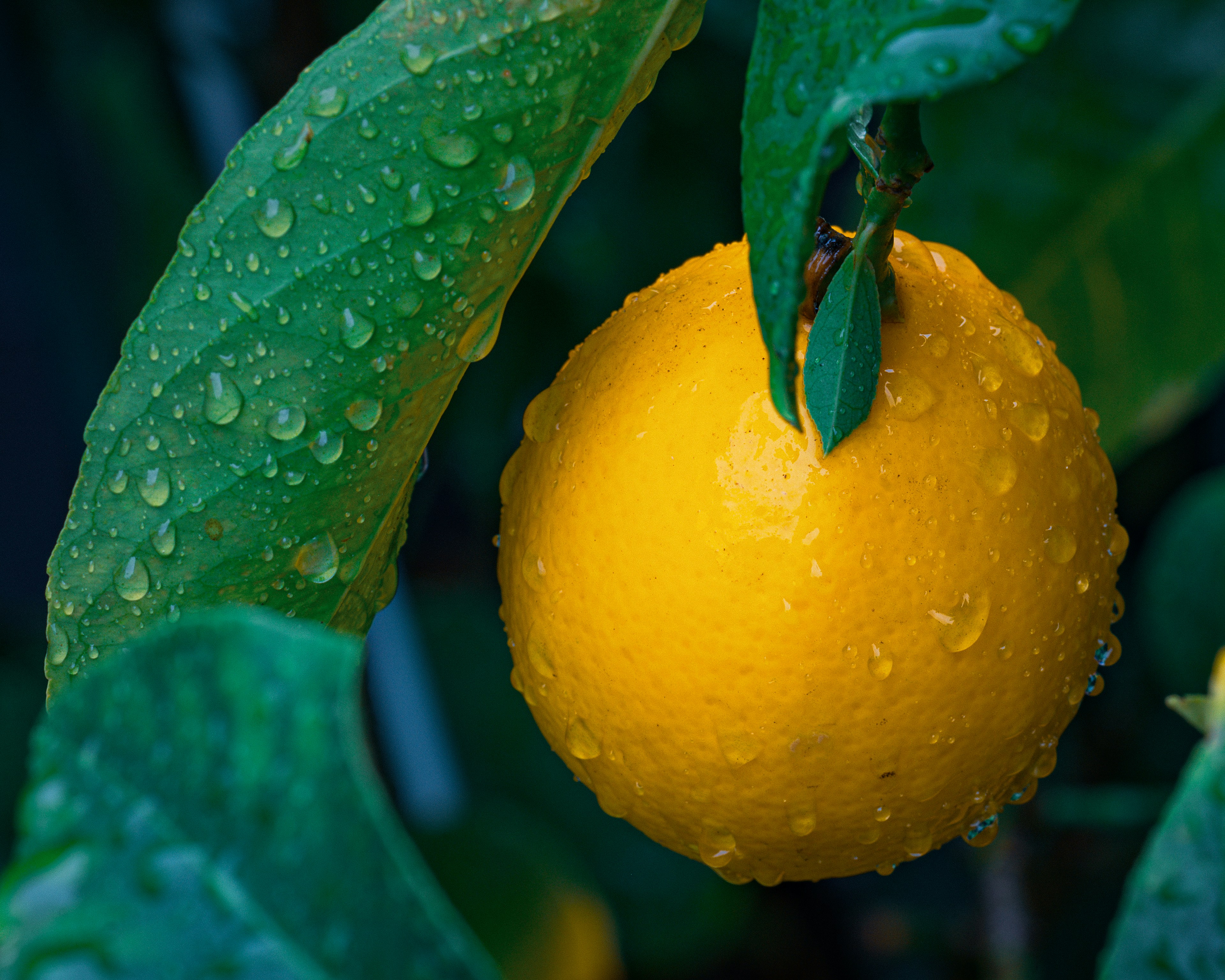 Golden orb among emerald leaves after a rain