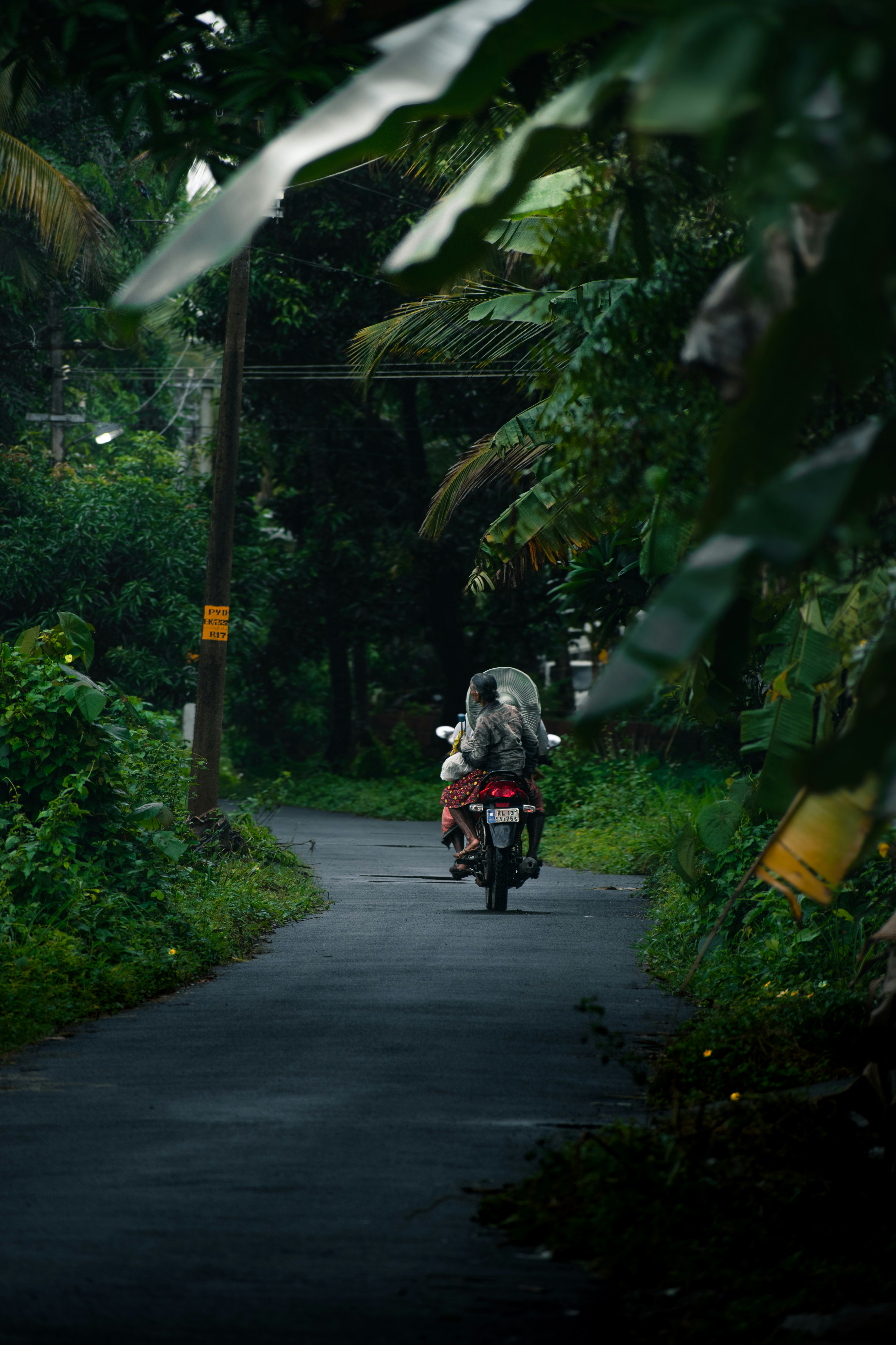 Moto Journey Through a Lush Tropical Lane
