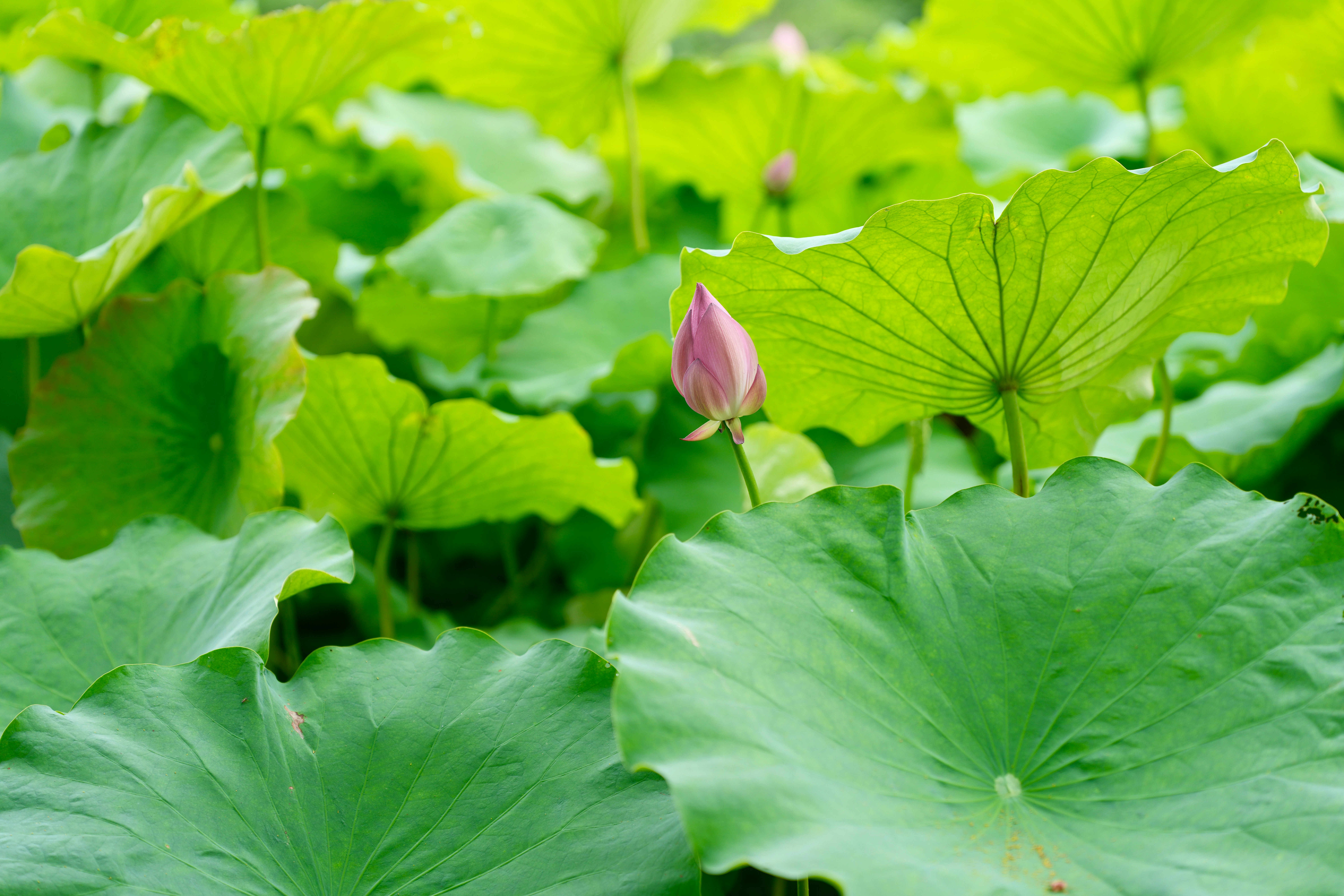 Lotus Bud Amid Vast Green Pads