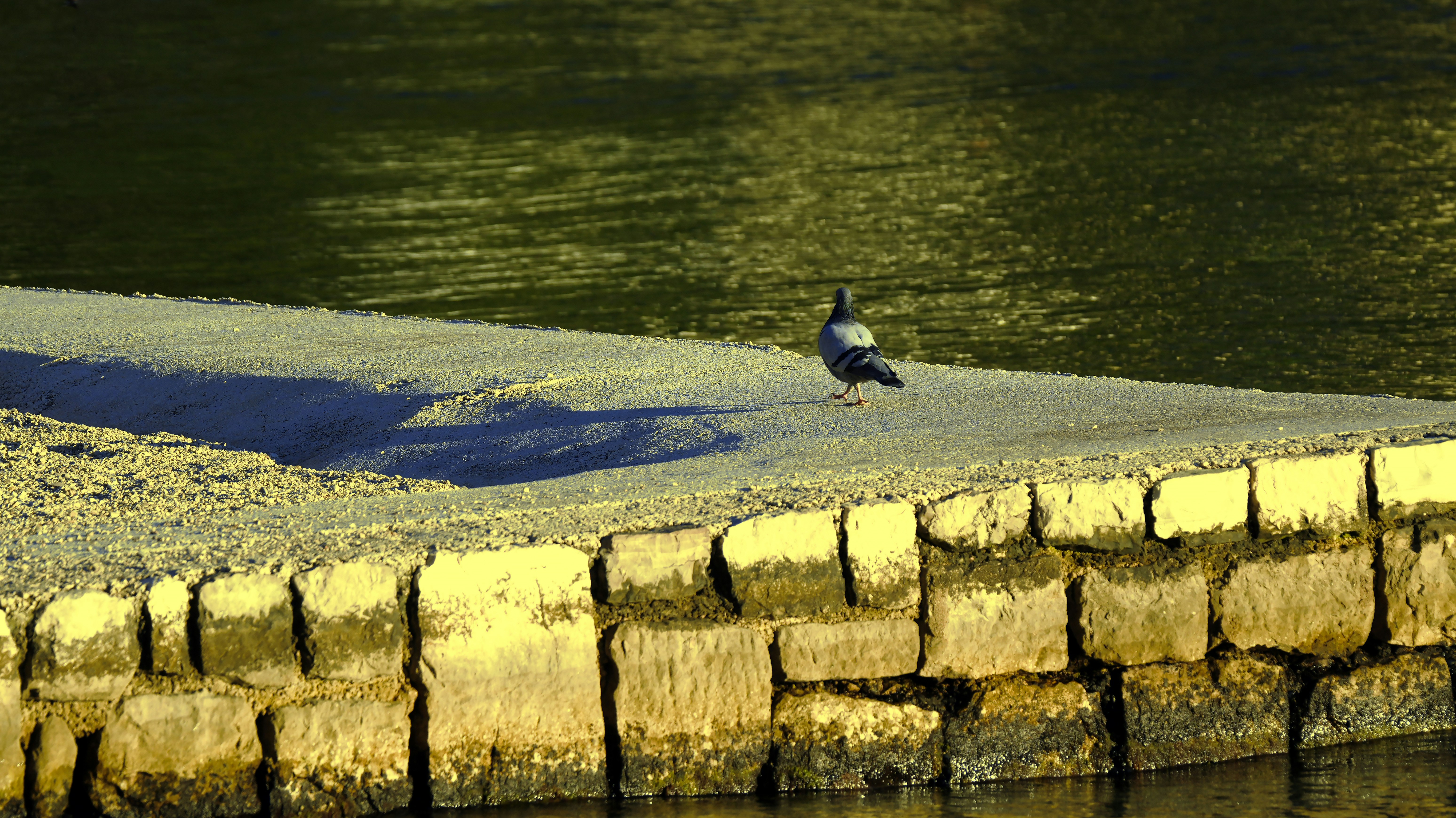Lone Moorhen on Sunlit Shore