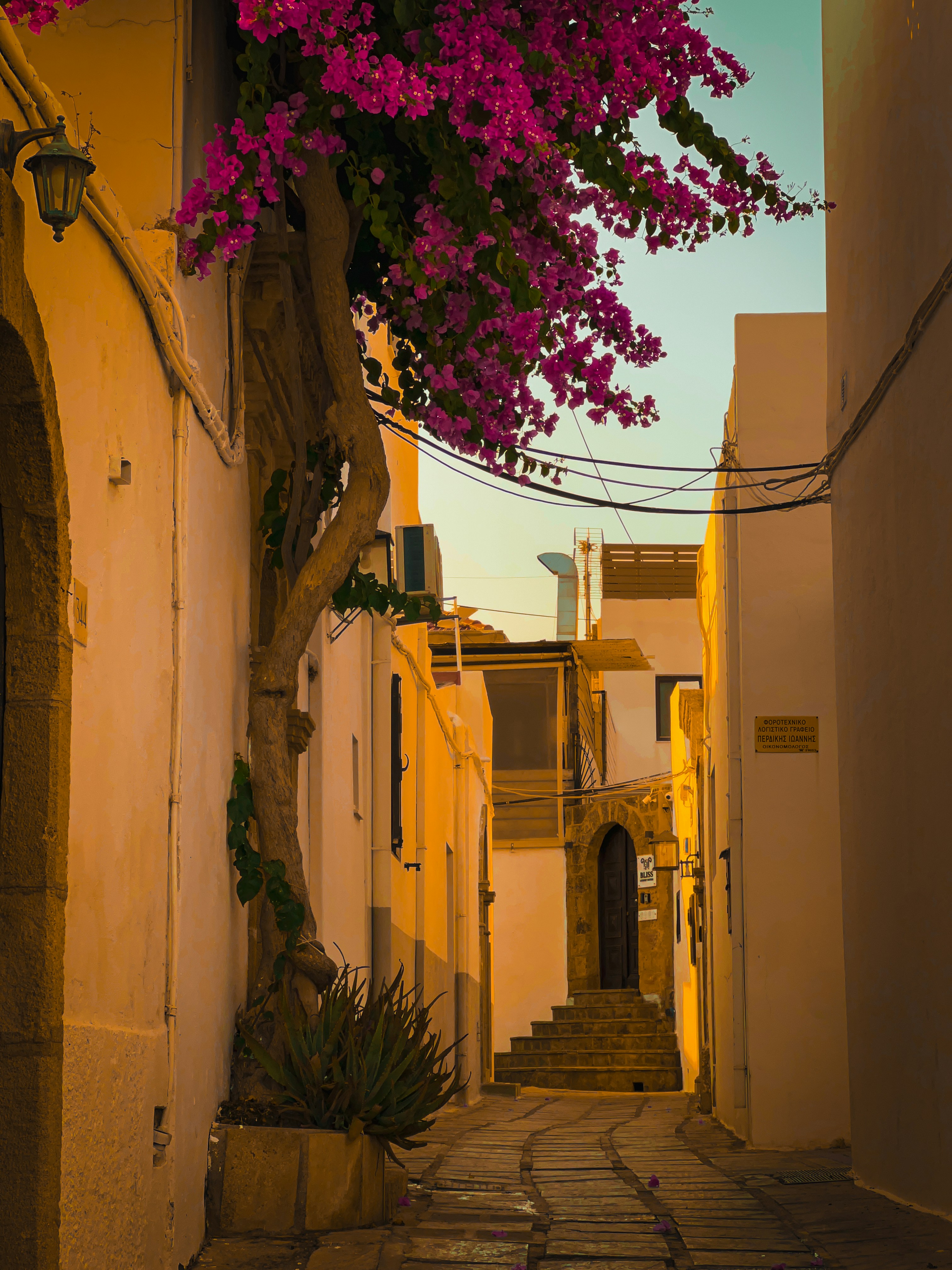 Bougainvillea Over Archway: Mediterranean Street in Golden Hour