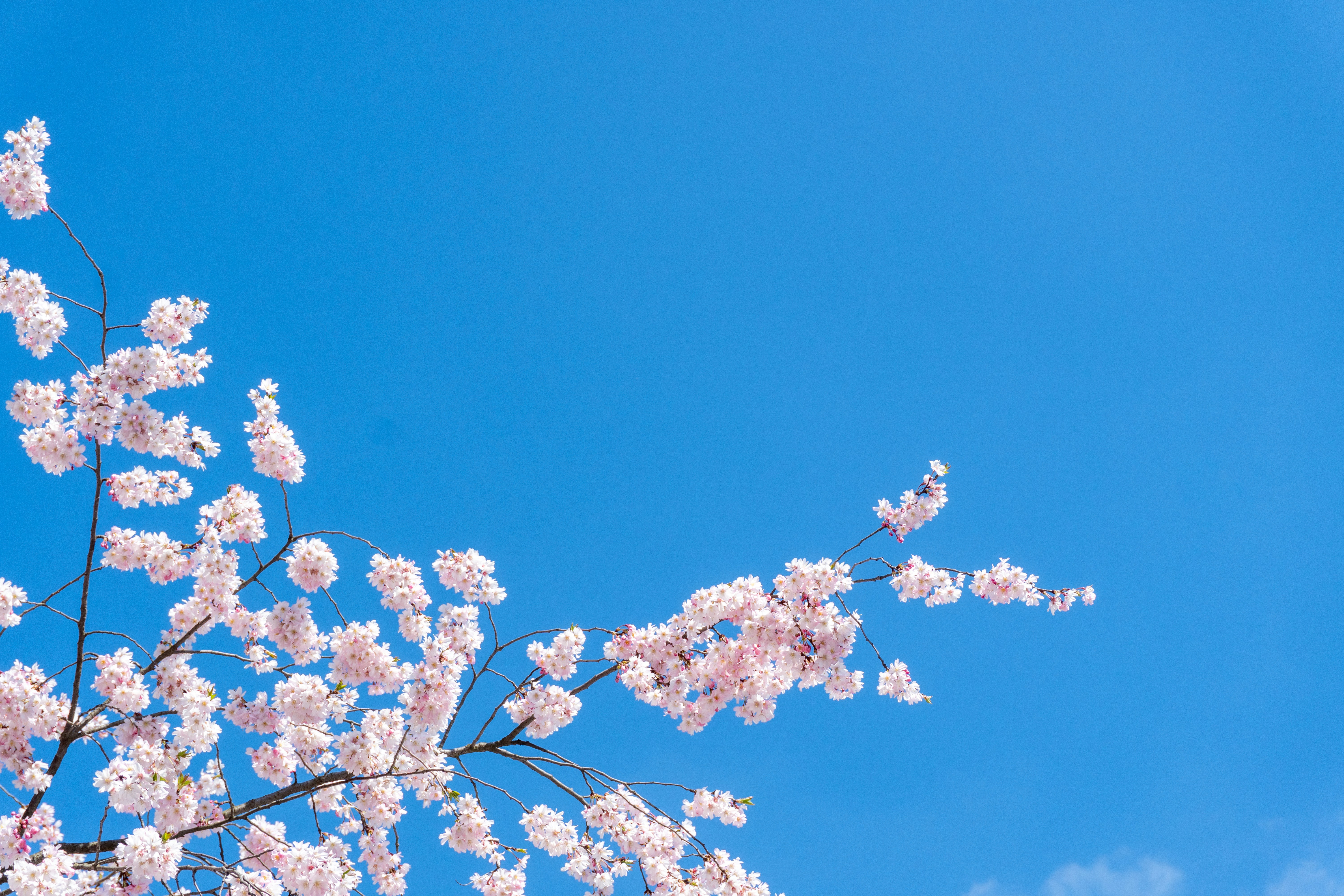 Cherry Bloom Silhouette Against a Clear Blue Sky