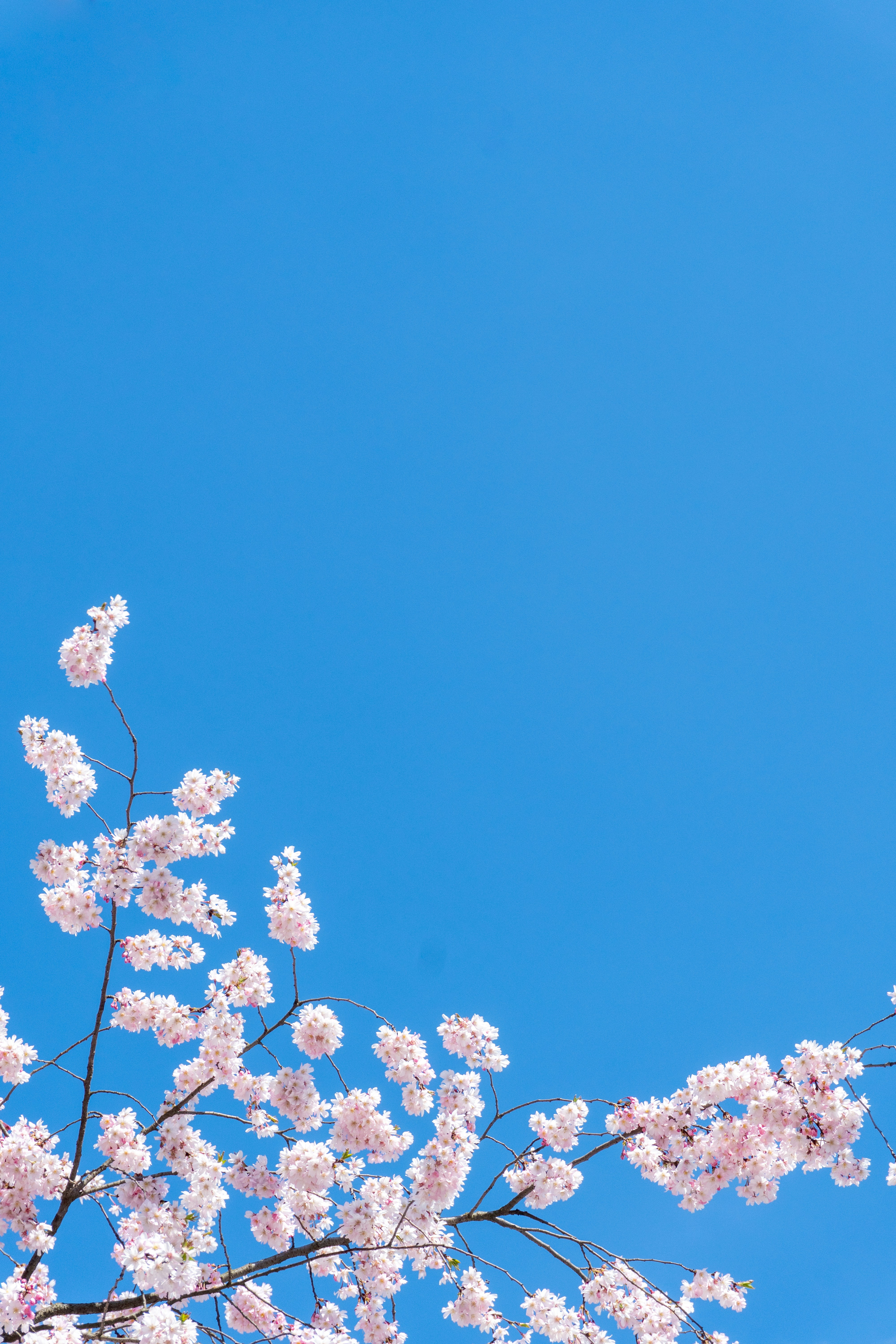 Cherry Blossom Fingers Against a Cerulean Sky