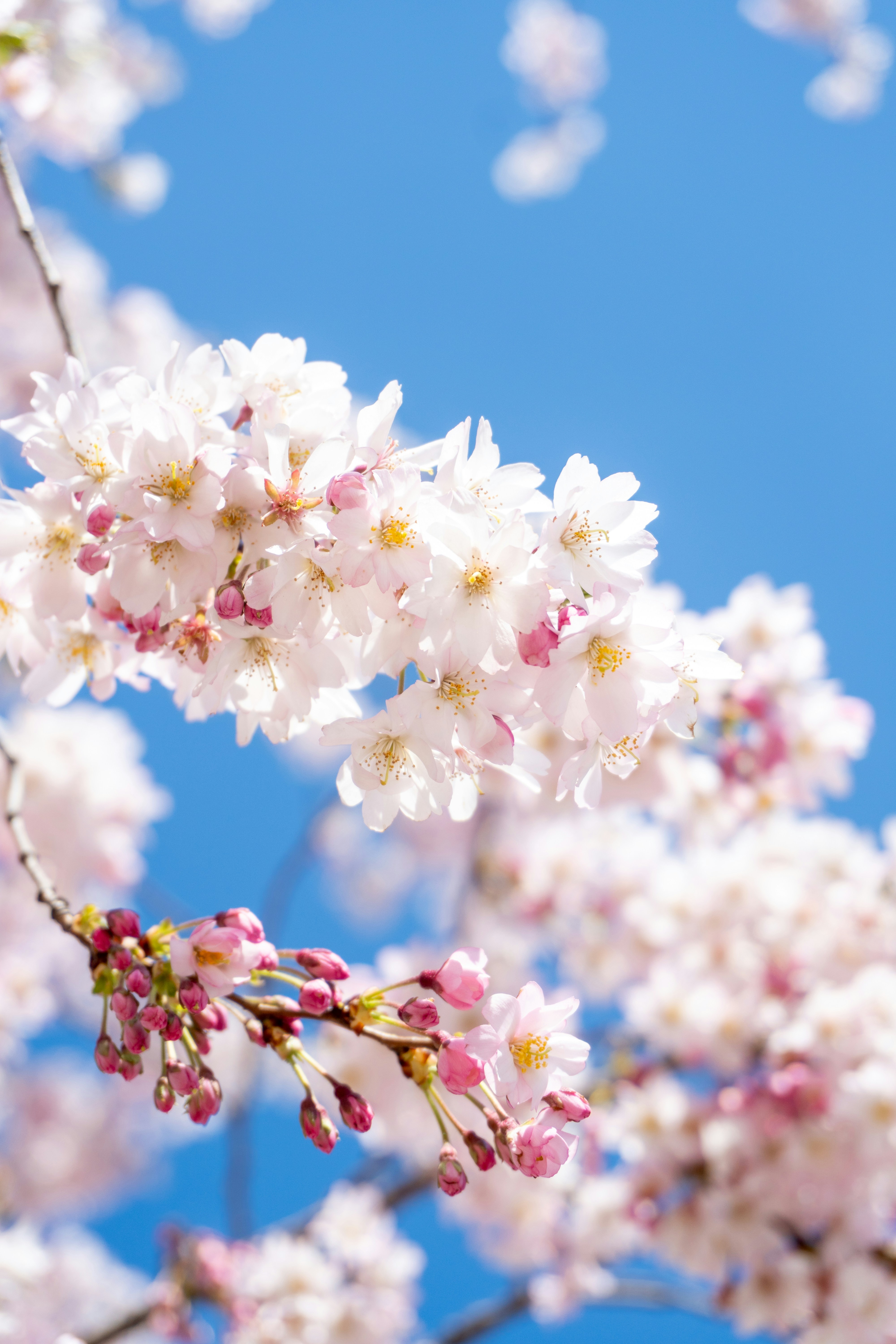 Cherry Blossom Cluster Reaching for a Clear Sky