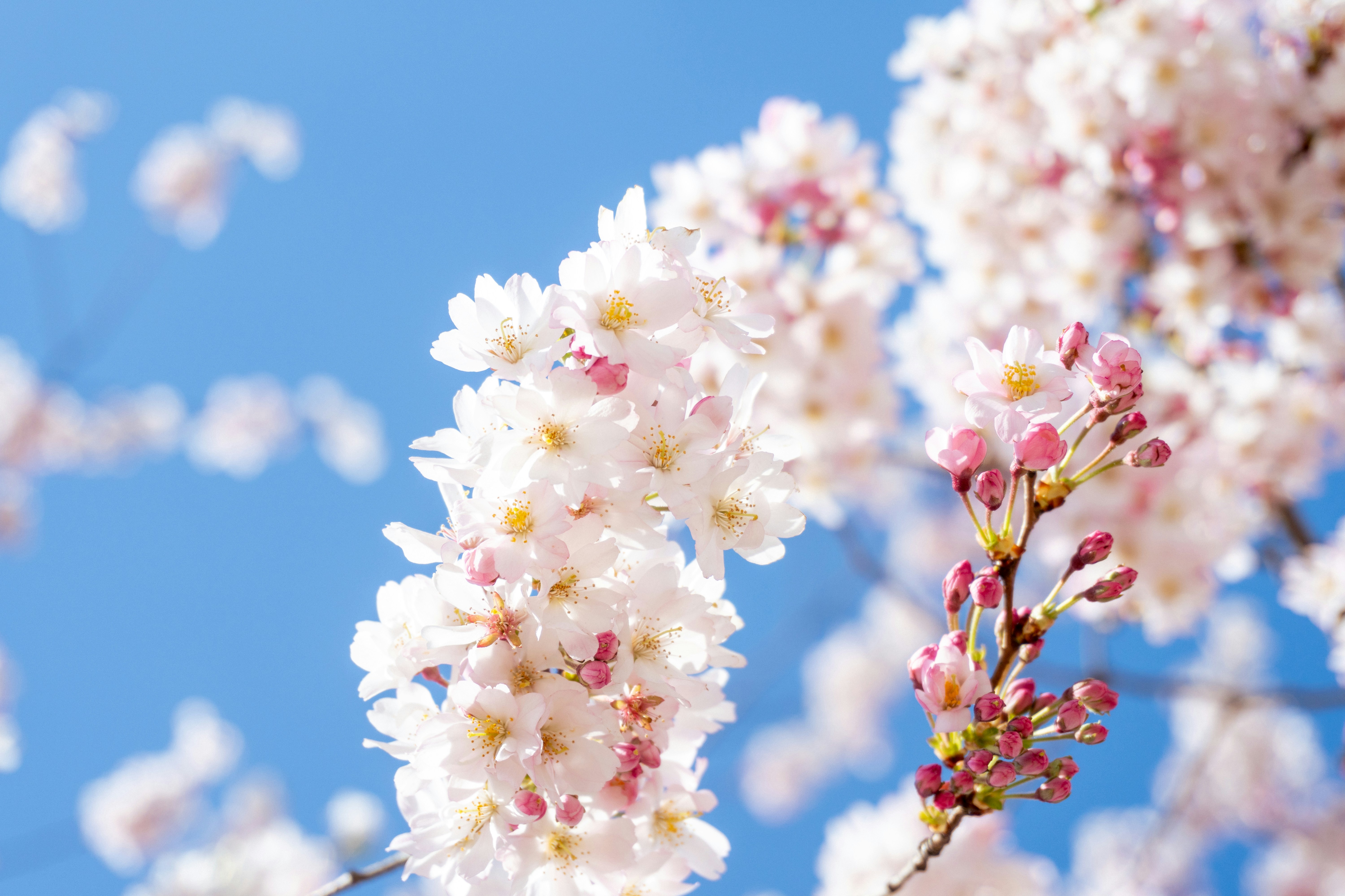Blossoms in Focus: A Close-Up of Spring’s Pink-and-White Fringed Bloom