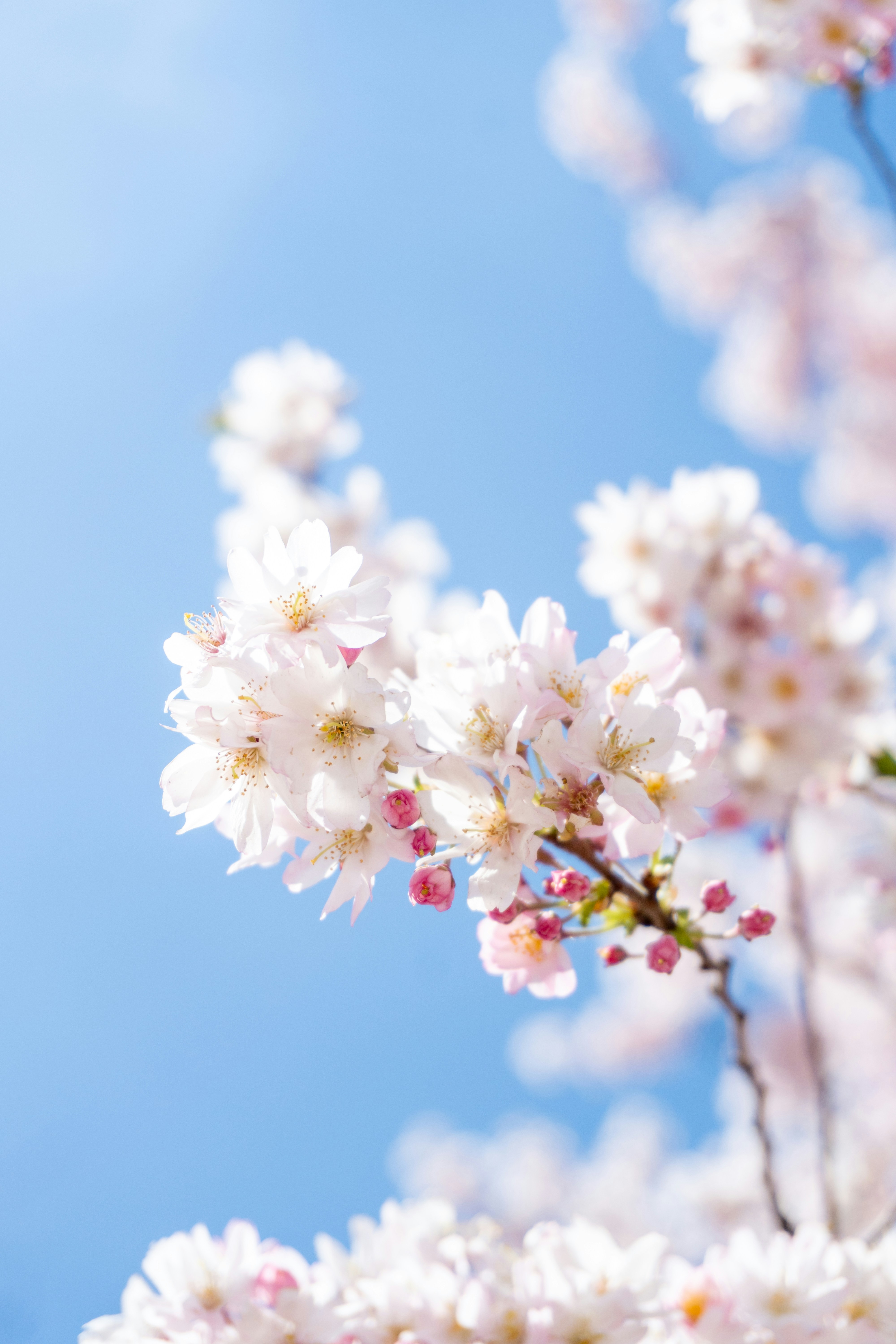 Blooming Confetti: A Close-Up of Cherry Blossoms Against a Cerulean Sky