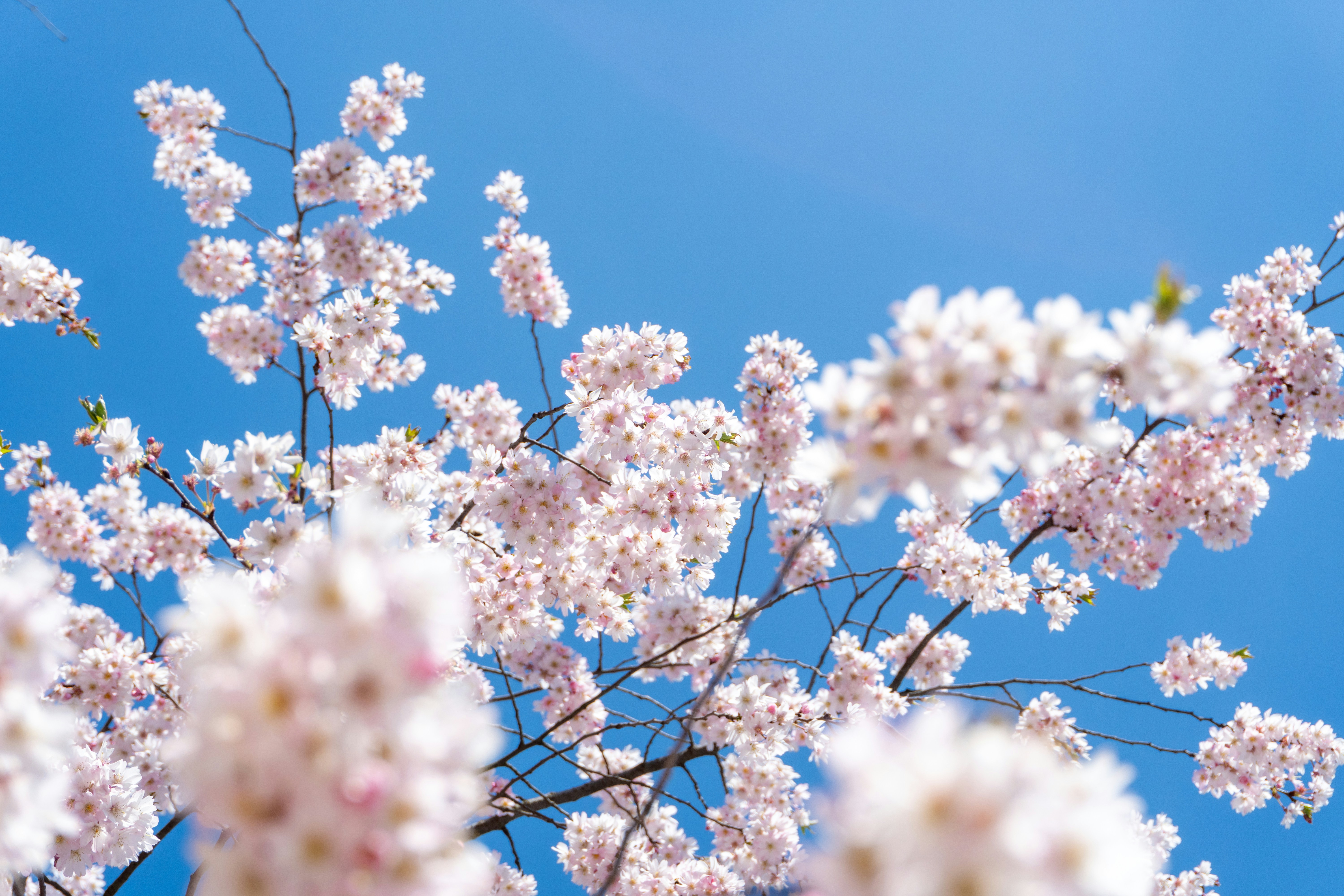 Blossoms in Clear Sky: the Tender Reach of Spring