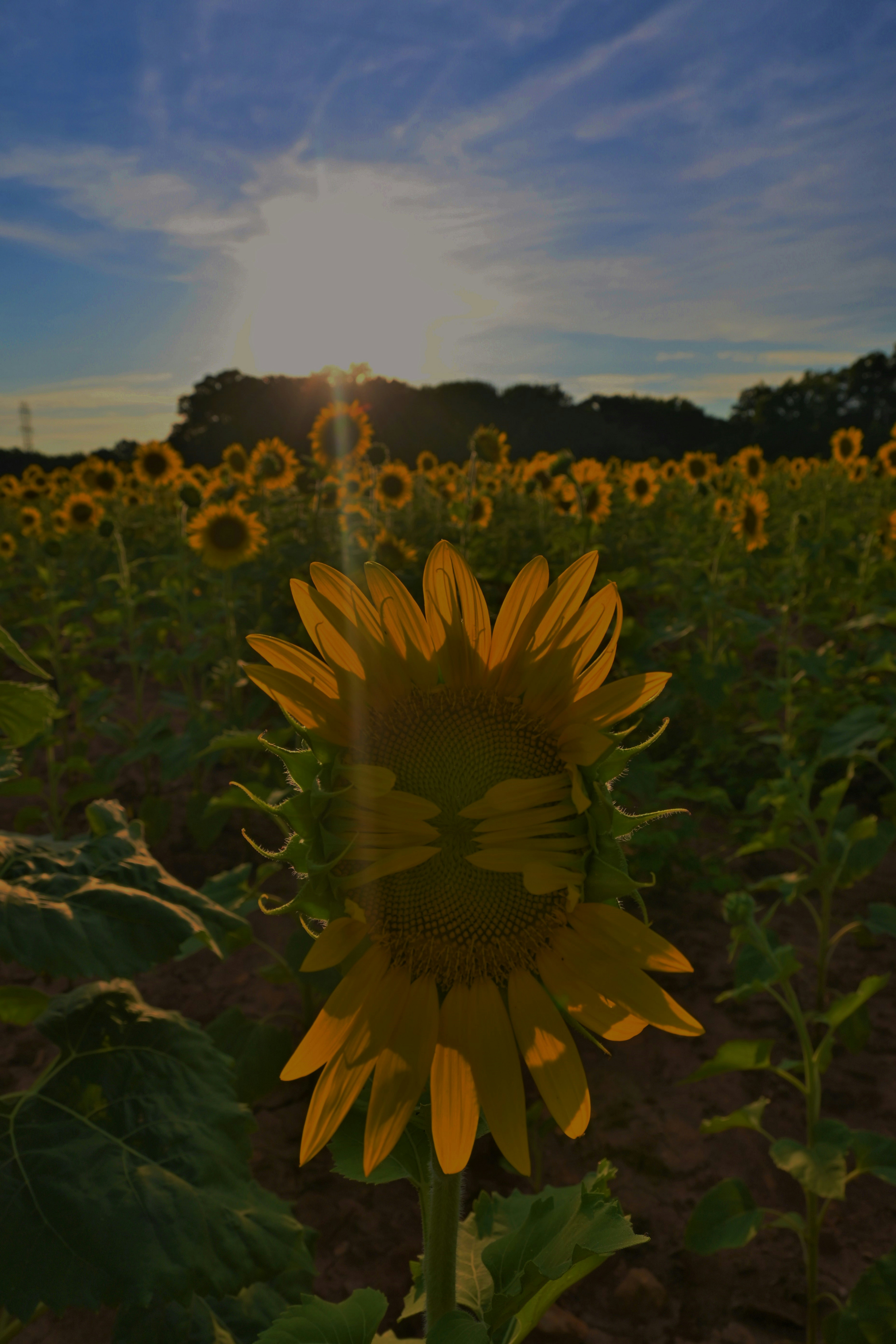Central Sunflower in a Field of Golden Blooms at Sunset