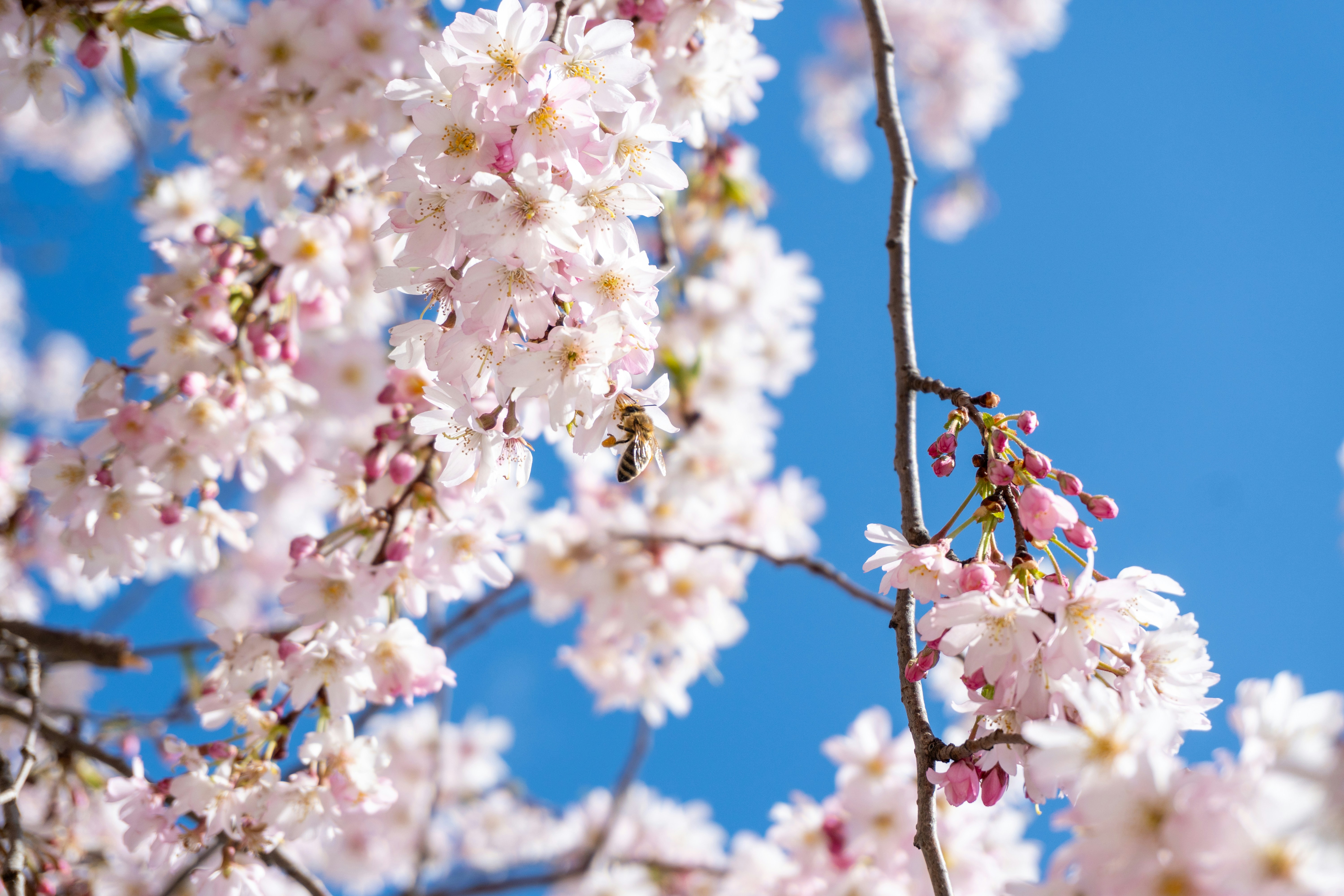 Blossoms Against a Sapphire Sky