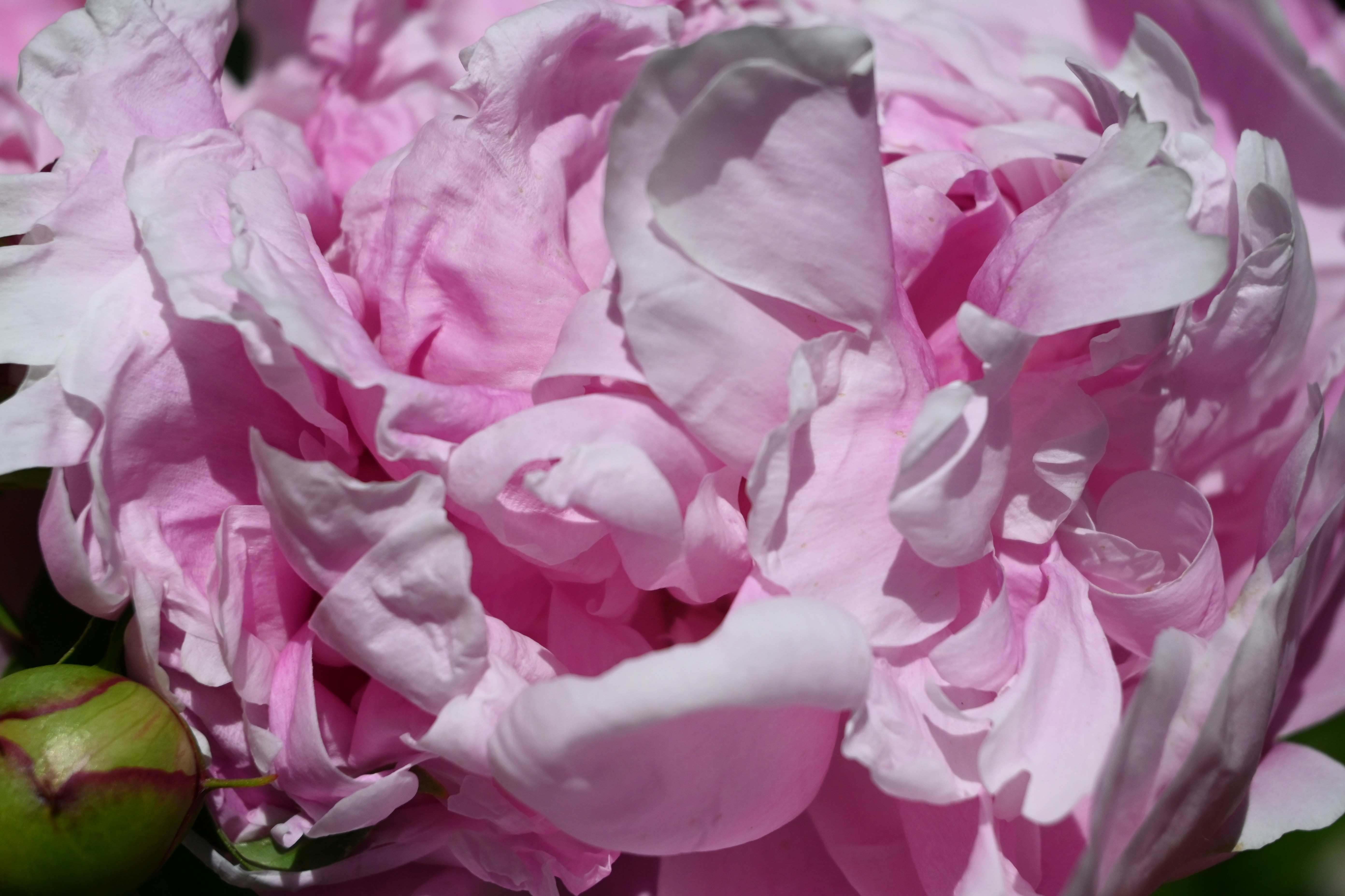 Close-up of densely ruffled pink peony petals with a hint of a green bud, emphasizing texture and color nuance of the flower bloom.