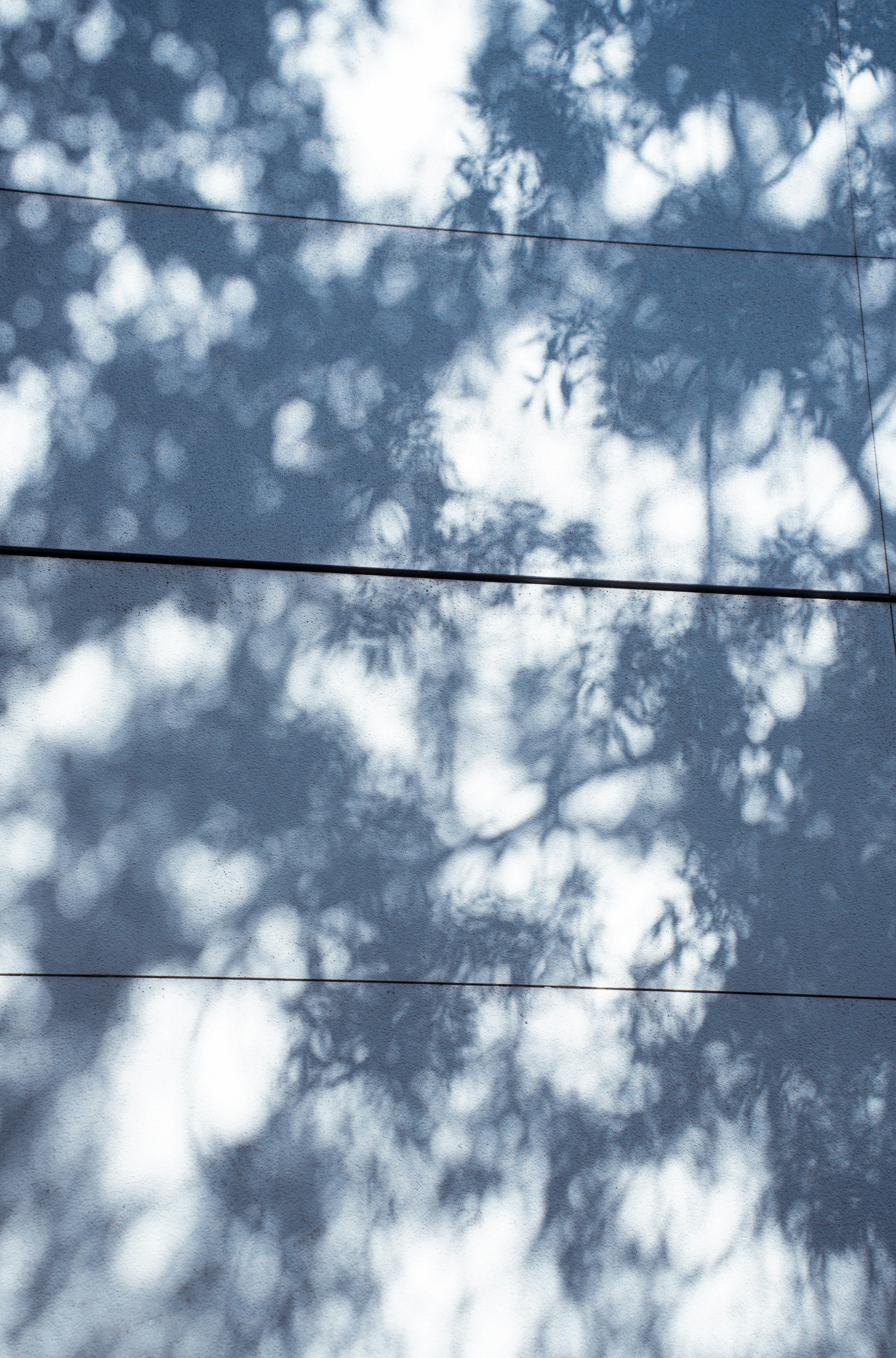 Windowed Dapple: Shadows of a Treed Sky Across Glass Lines