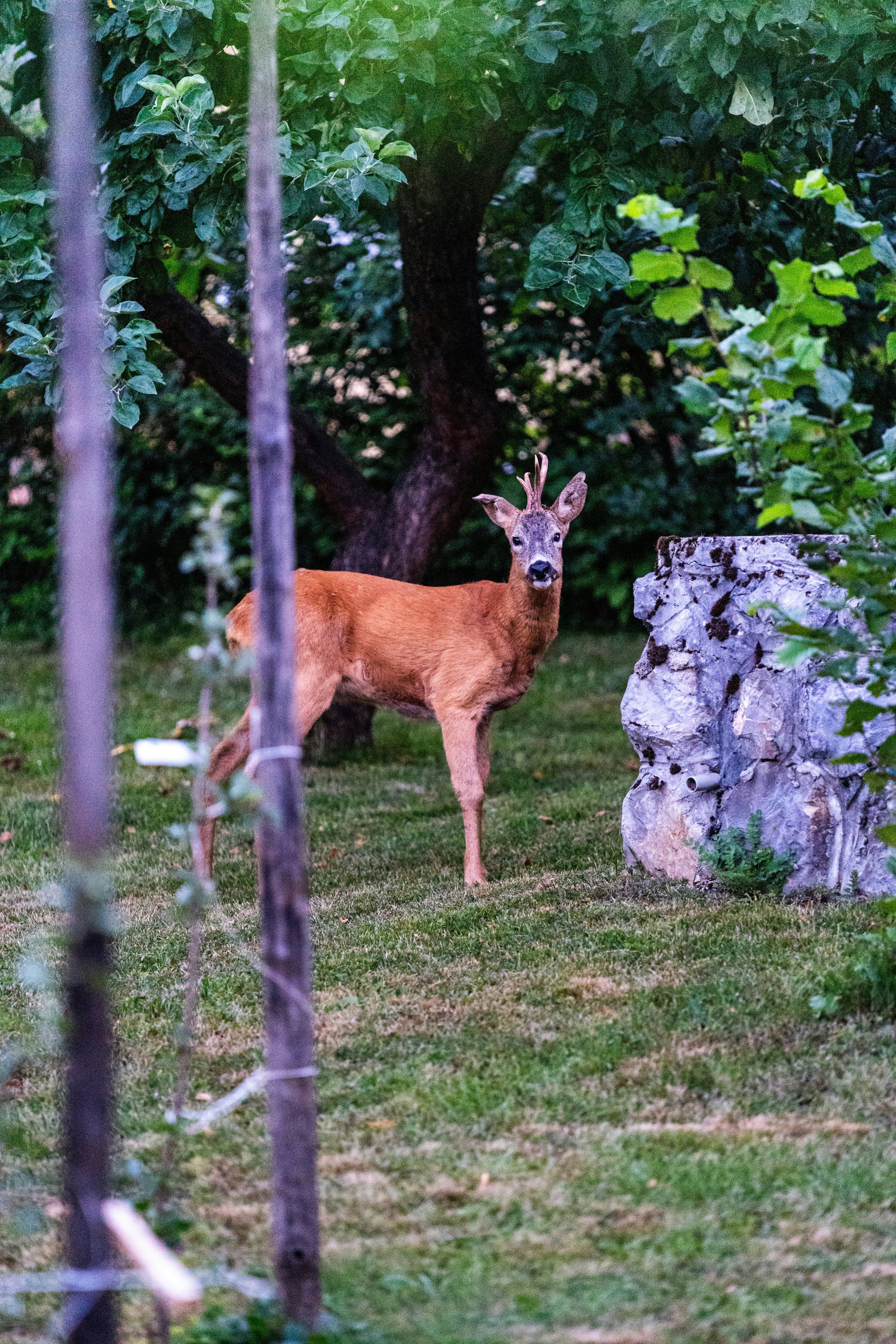 Sturdy Red Deer Stands Guard in a Shaded Garden Clearing