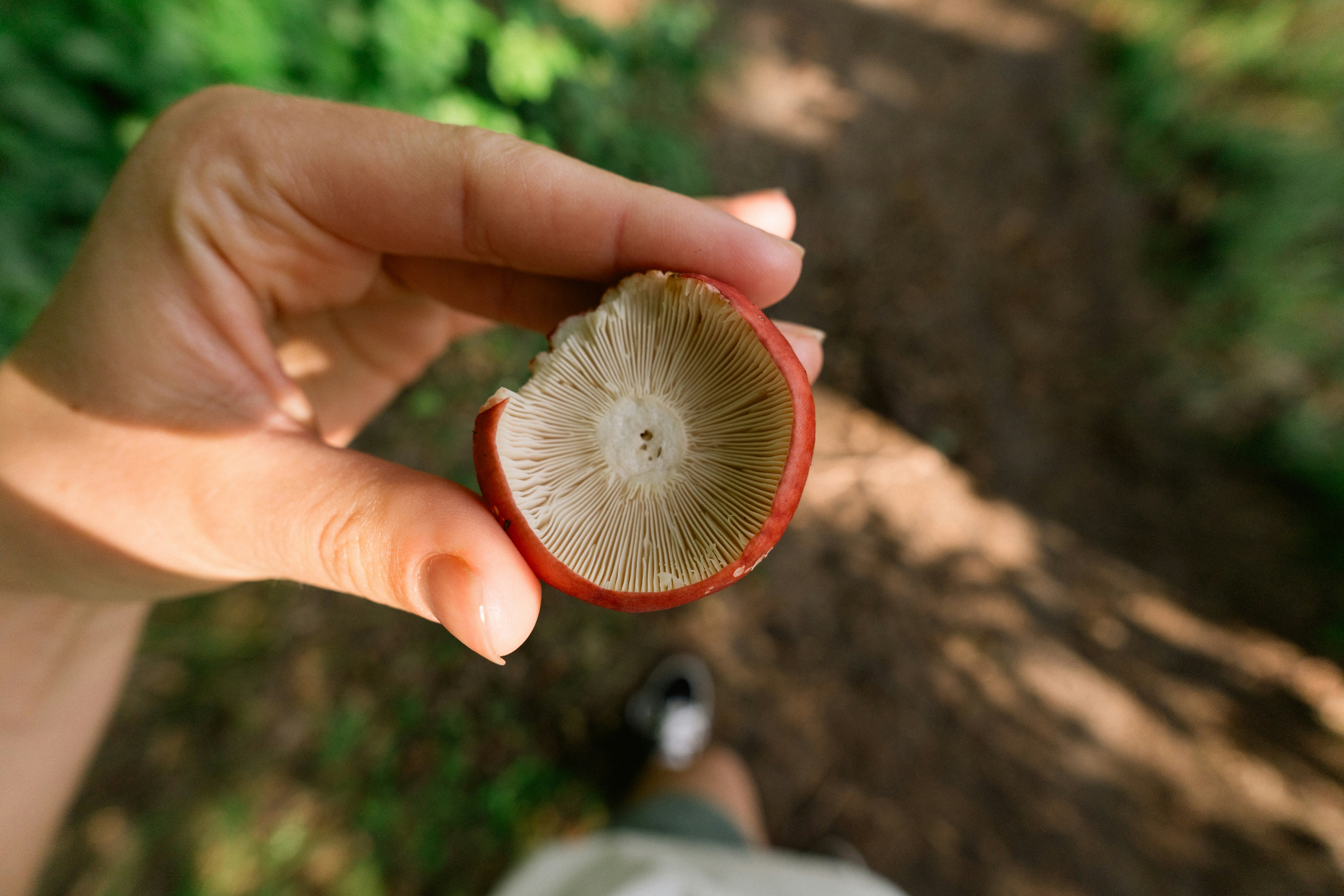 Handful of Red-Capped Mushroom, Grounded in Soft Forest Light
