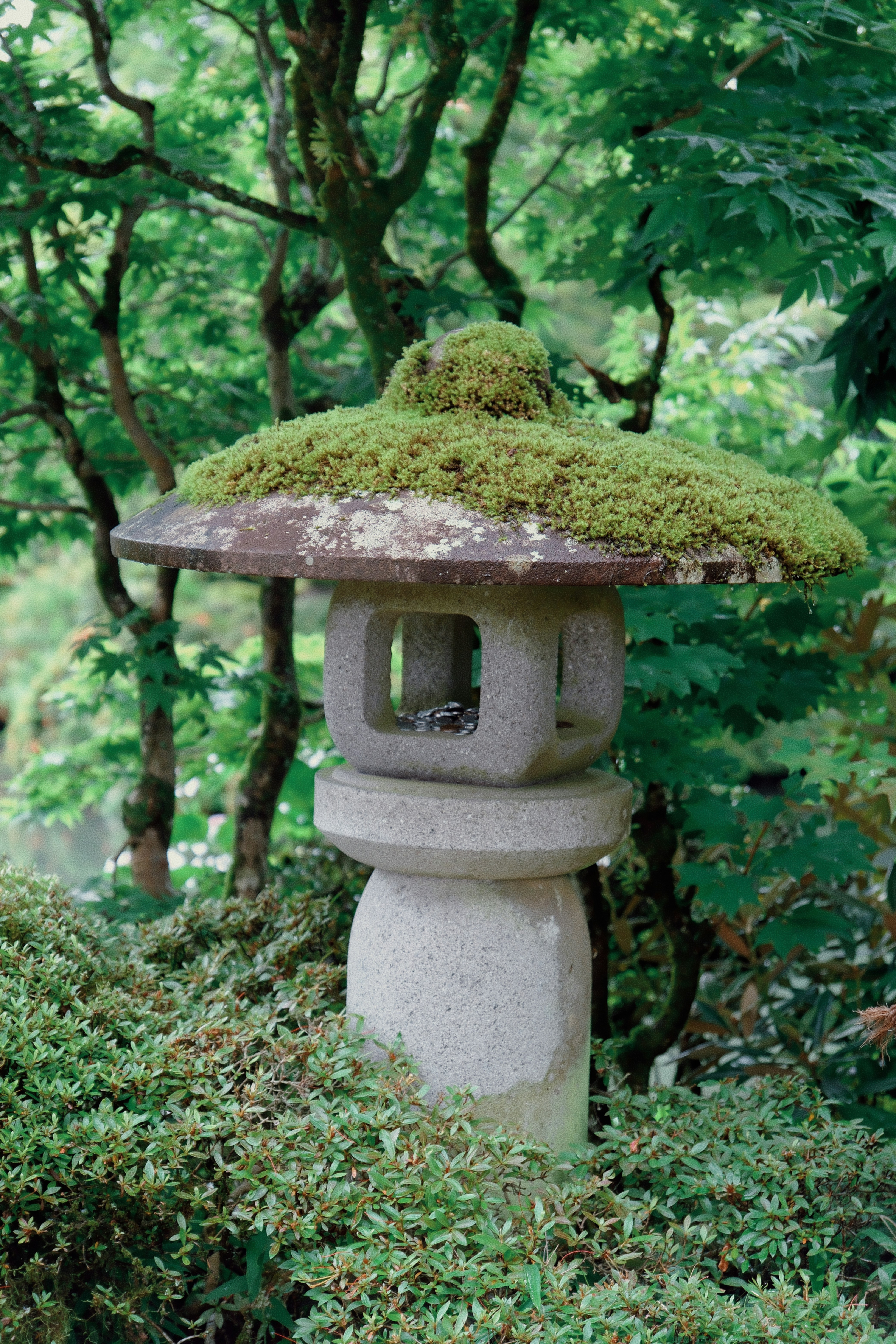 Moss-Capped Stone Lantern in Quiet Greenery
