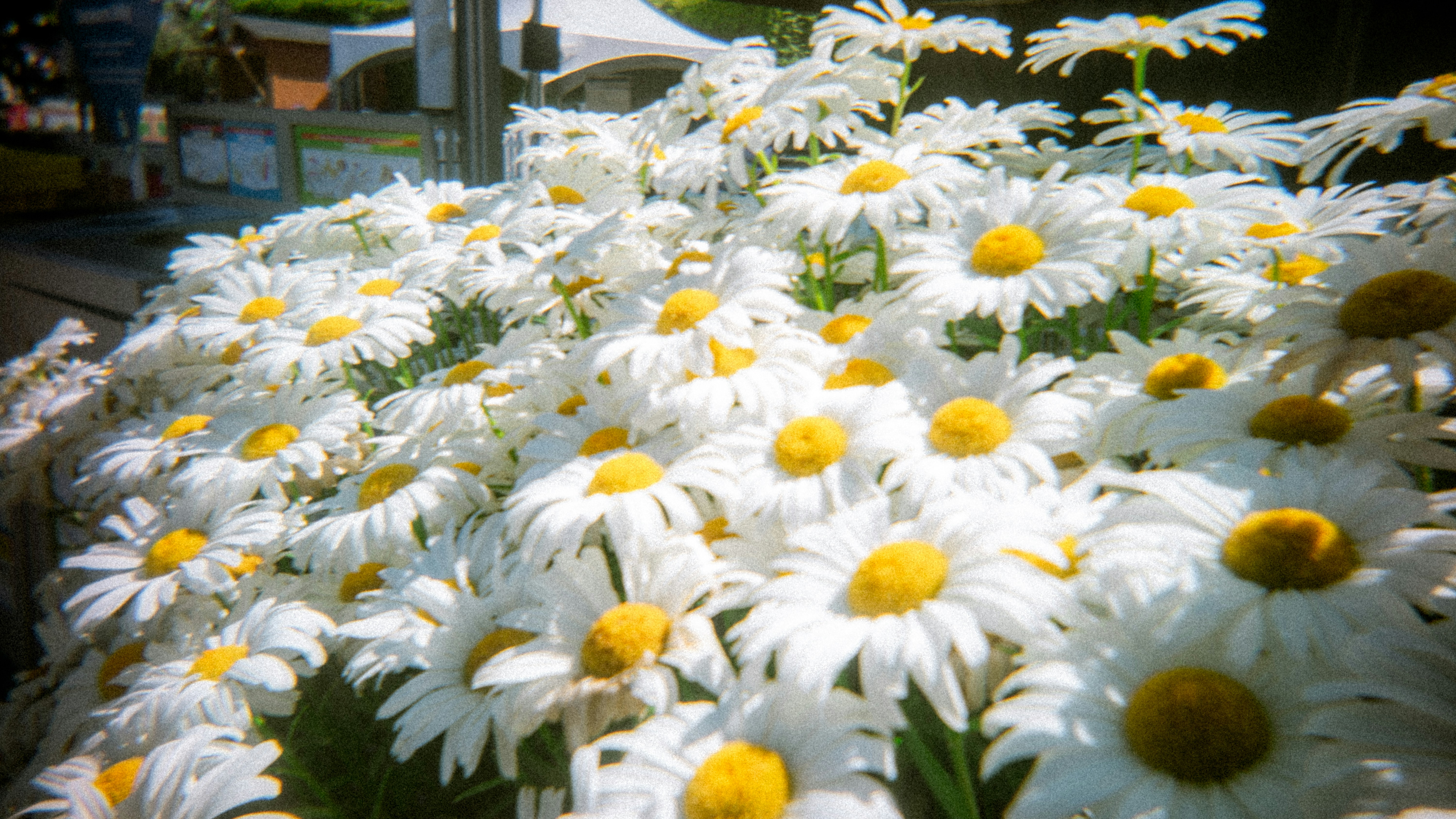 Field of Gleaming White: Daisy Heads in Sunlit Cluster
