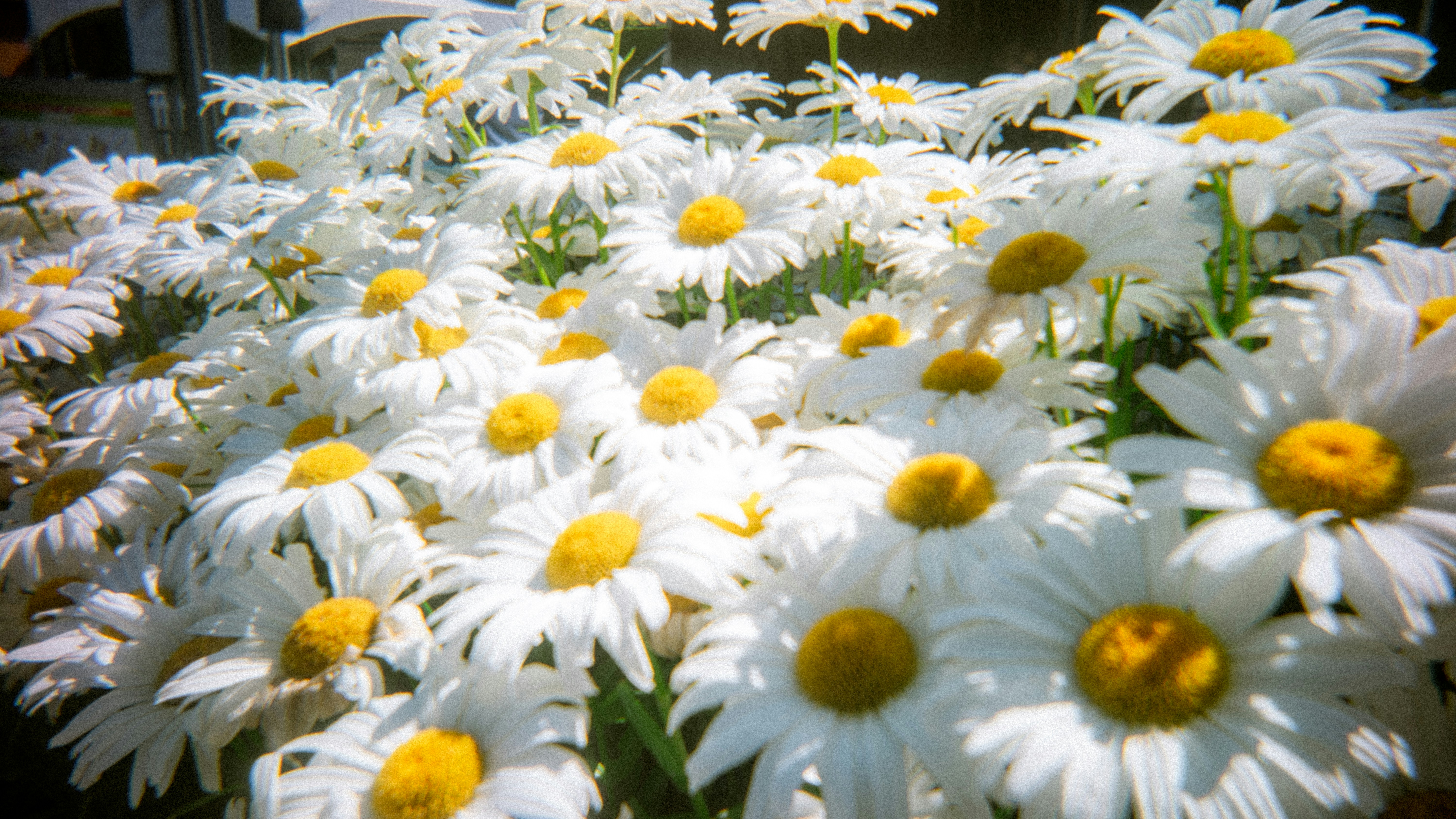 Sunlit Meadow of White Daisies with Golden Centers