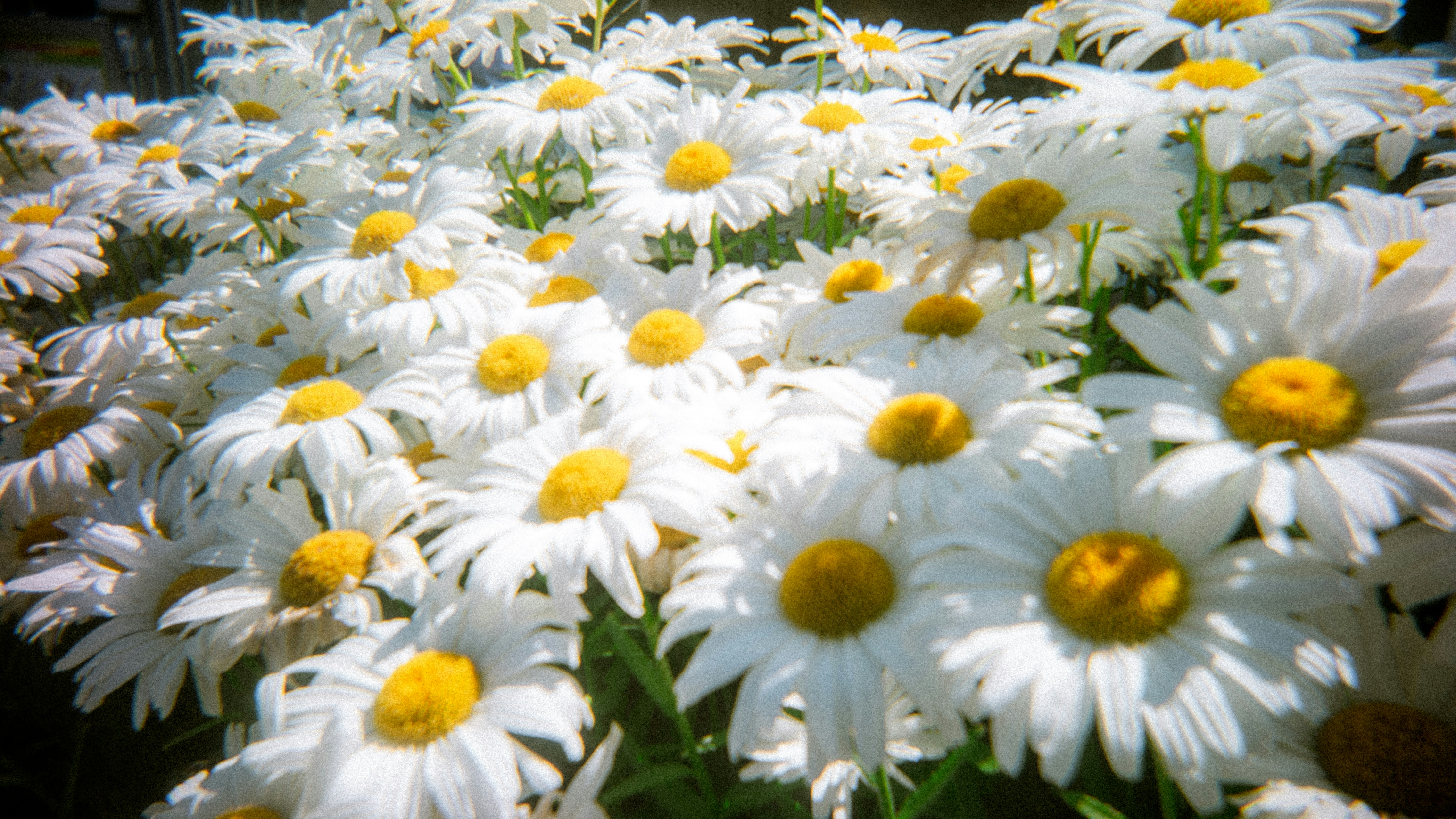 Field of White Daisies Under Sunlit Sky