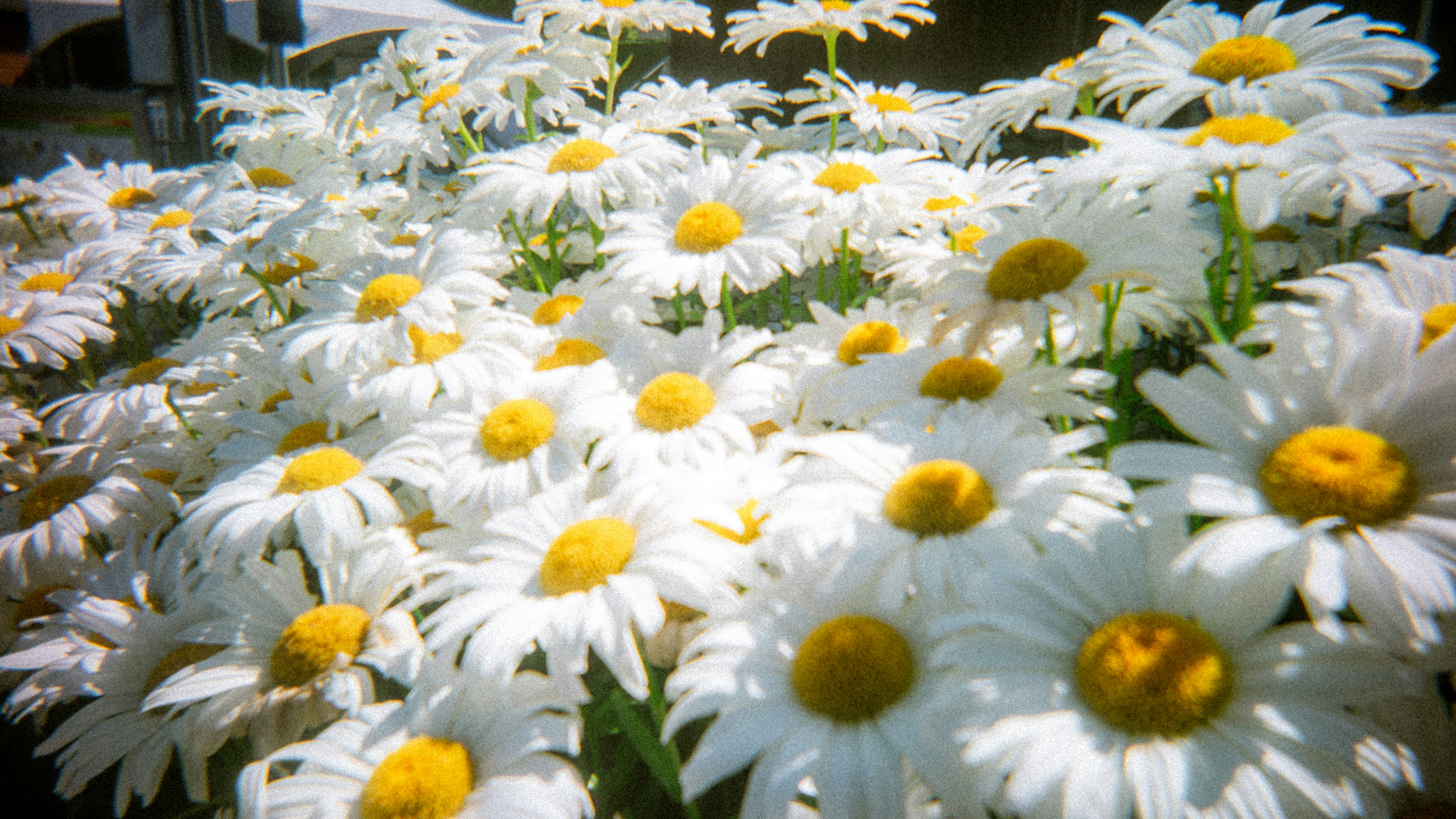 Sunlit daisies in a sea of white and yellow