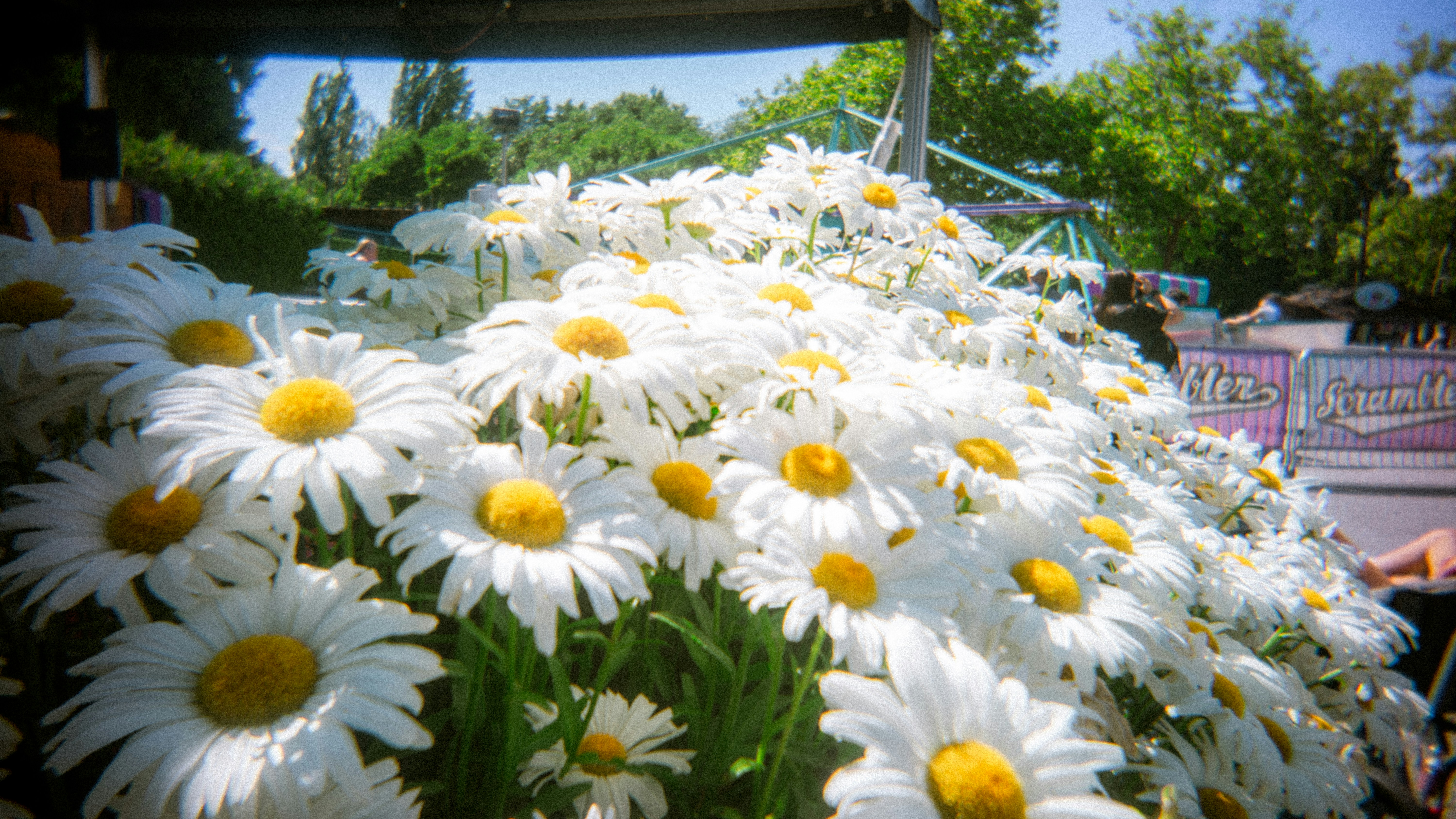 Sunlit Daisies on a Warm Market Day
