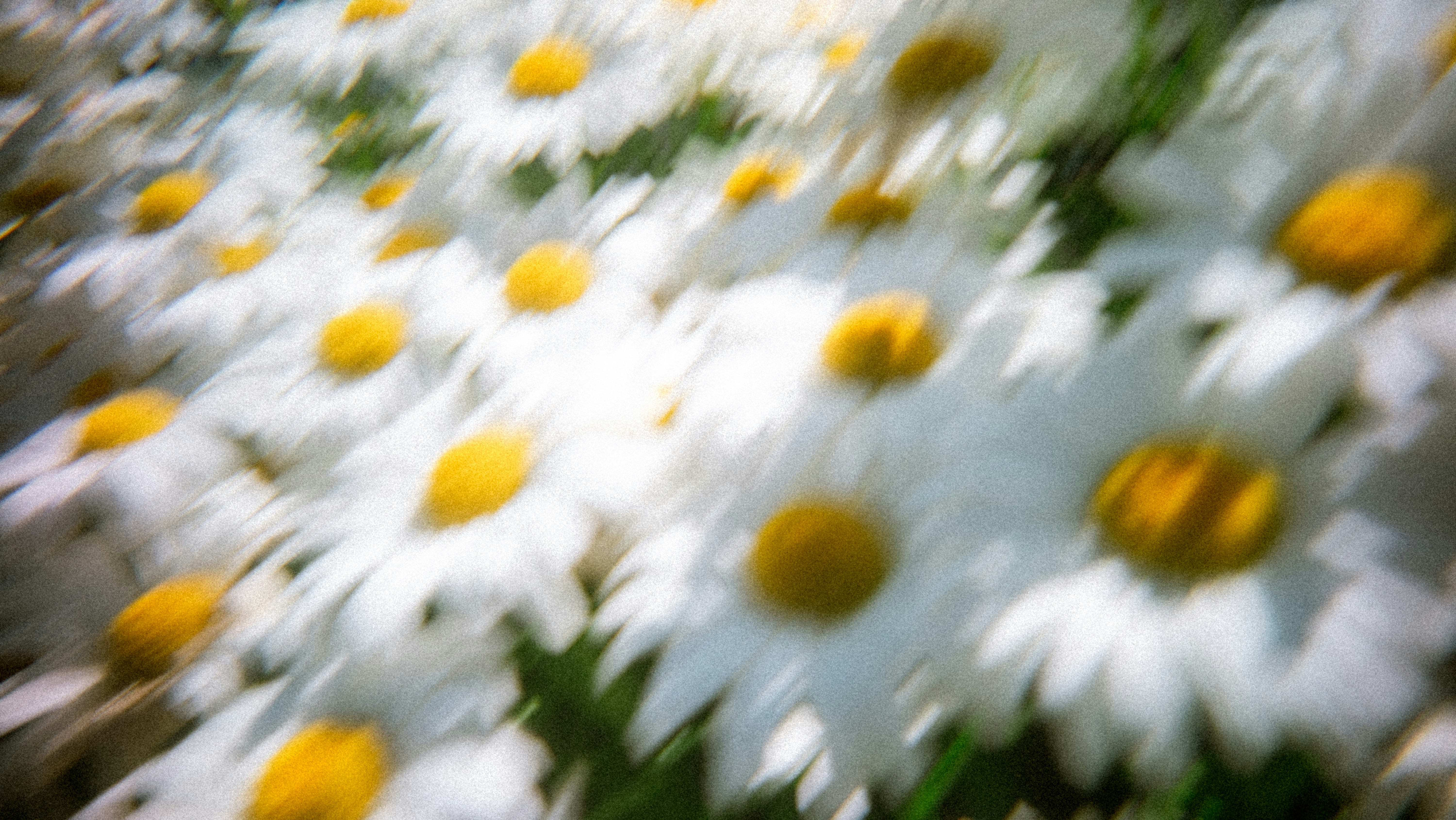 Blossoms in Motion: White Daisies Blurred into Spring Light