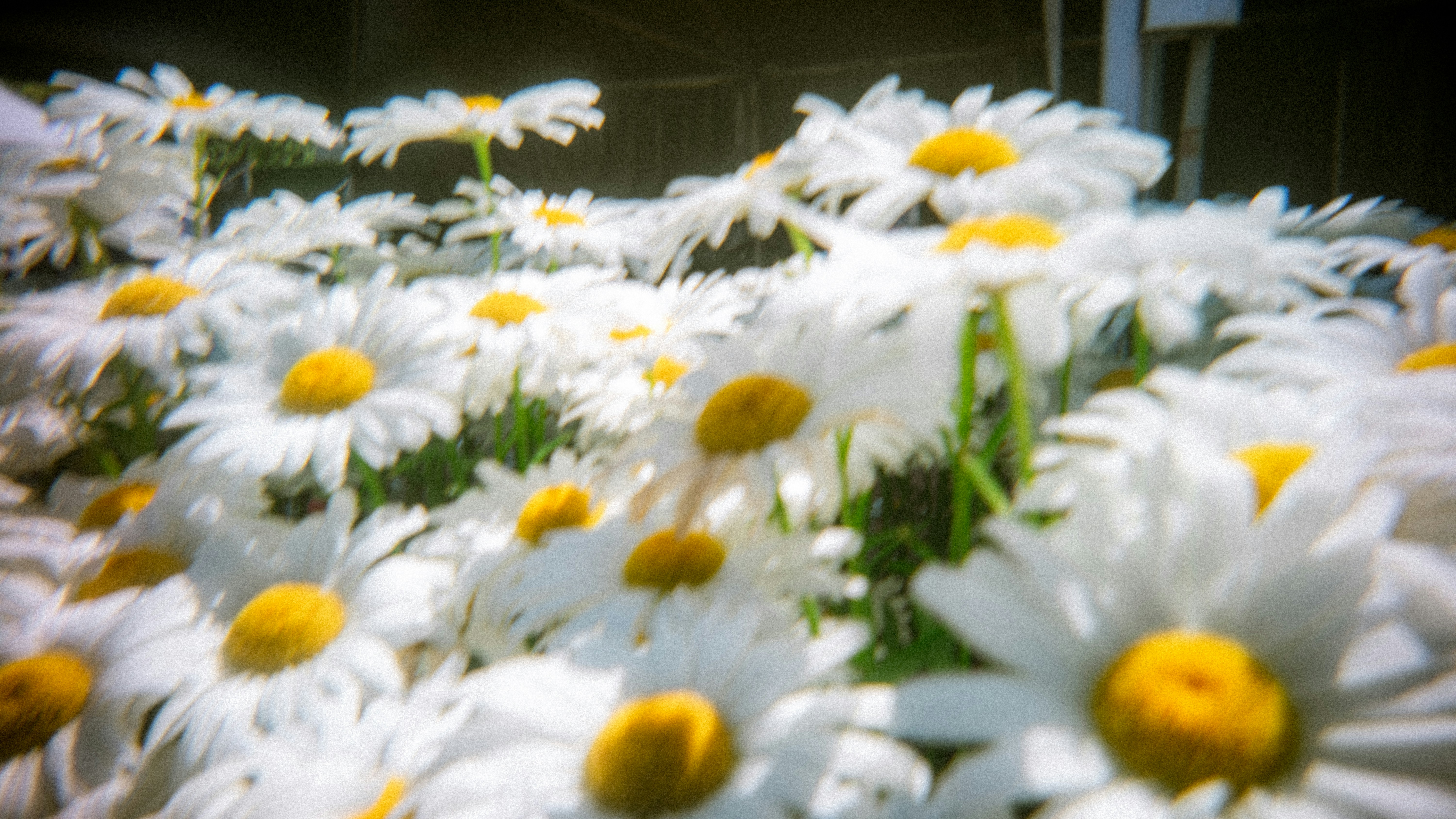 Daisy Sea: Soft Backlit Field of White Petals and Sunlit Centers