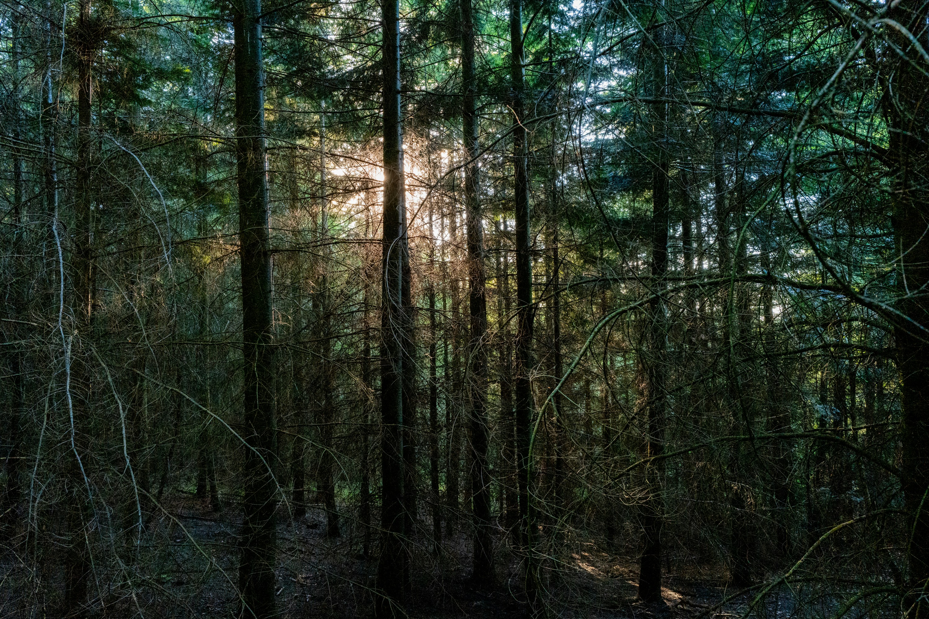Sunlight streams through tall trees in a dark forest.
