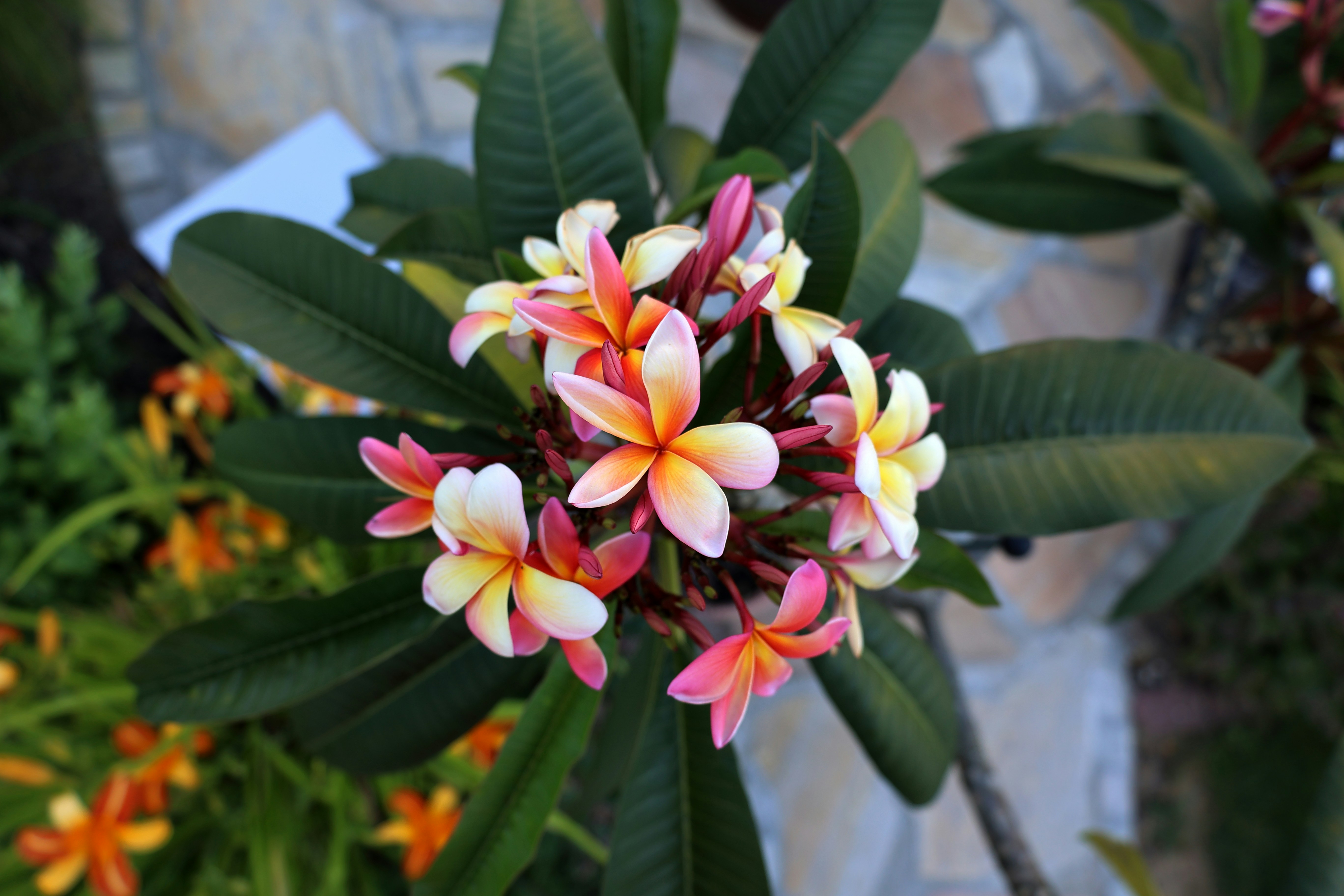 Vivid Plumeria Burst: Colorful Corolla in a Sunlit Garden