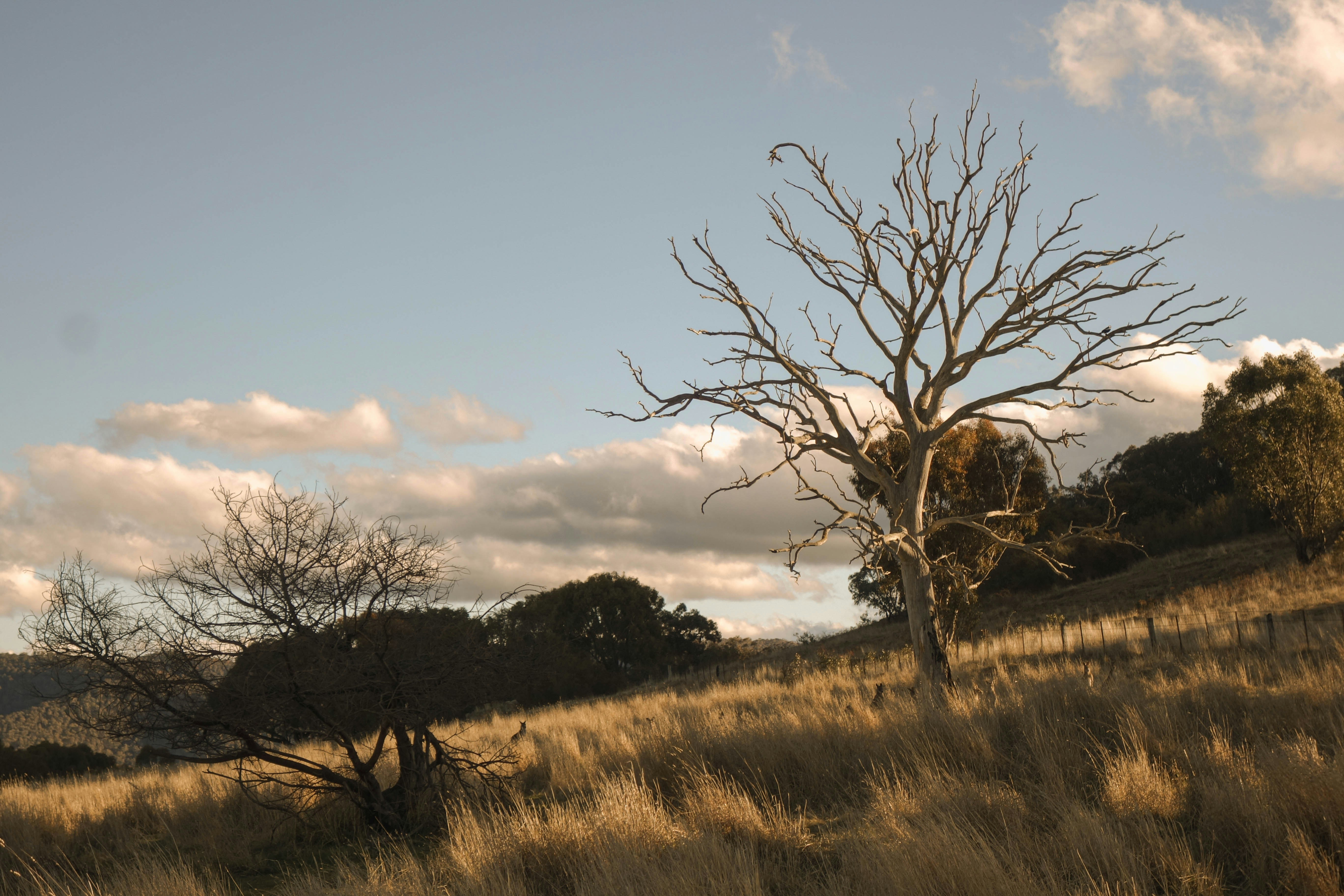 A sparse, wind-blasted tree stands on a sunlit hillside with dry grasses and a few distant shrubs under a blue sky with soft clouds.