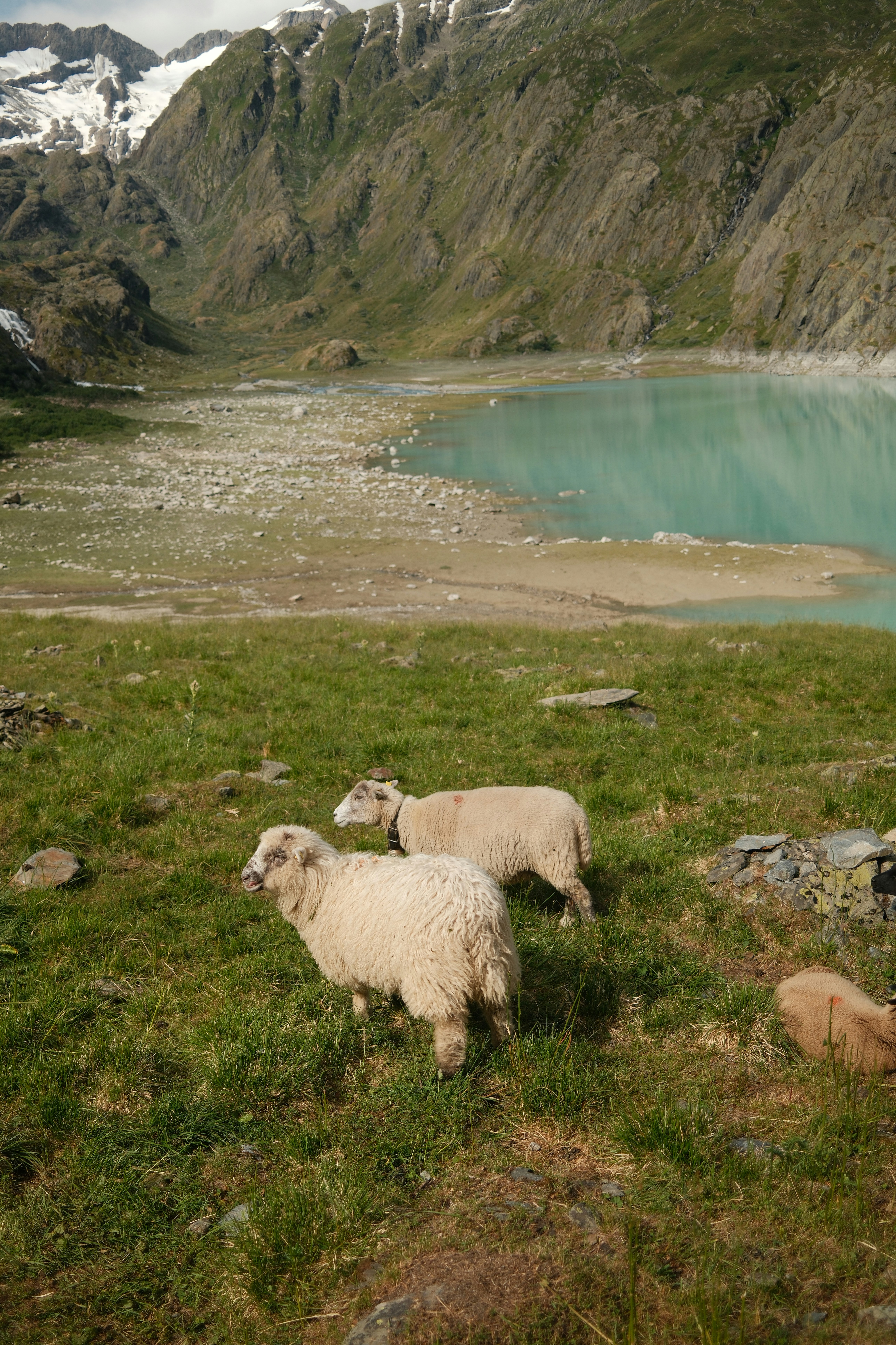 Pastoral Flock at the Verge of Turquoise Glacial Lake
