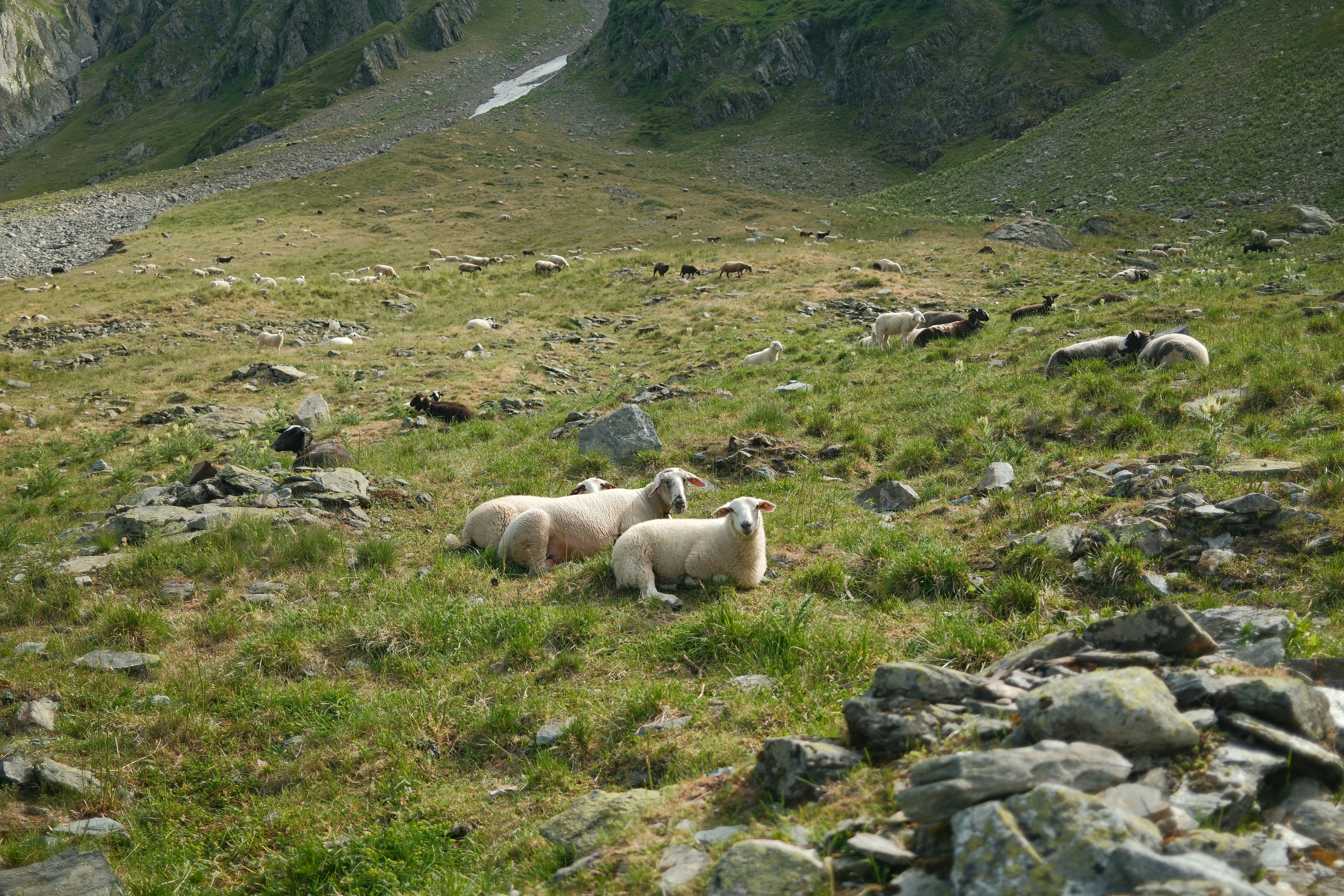 Pasture Keepers in the Stones