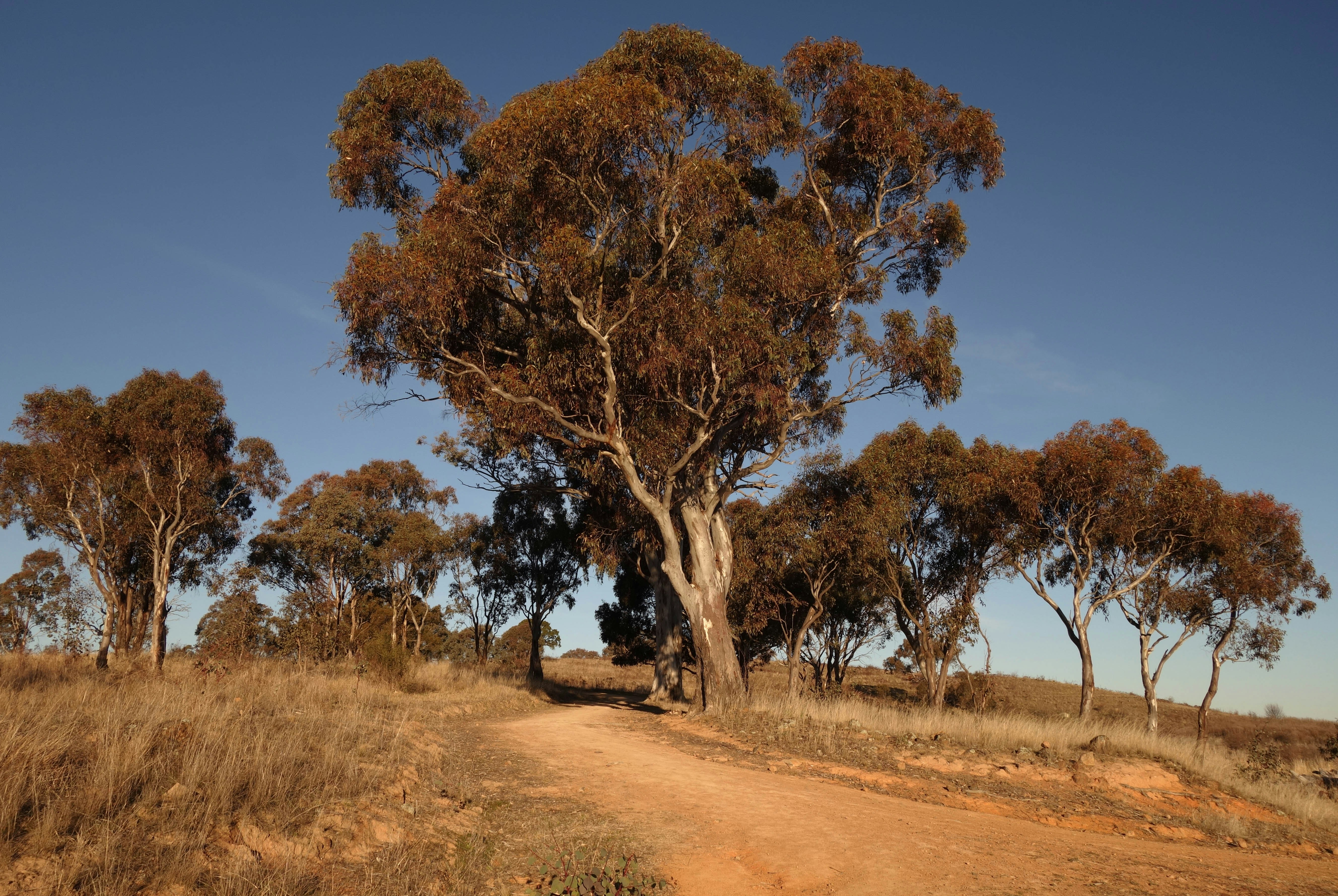 Dusty Avenue: A Gnarled Tree Path Through Open Grassland