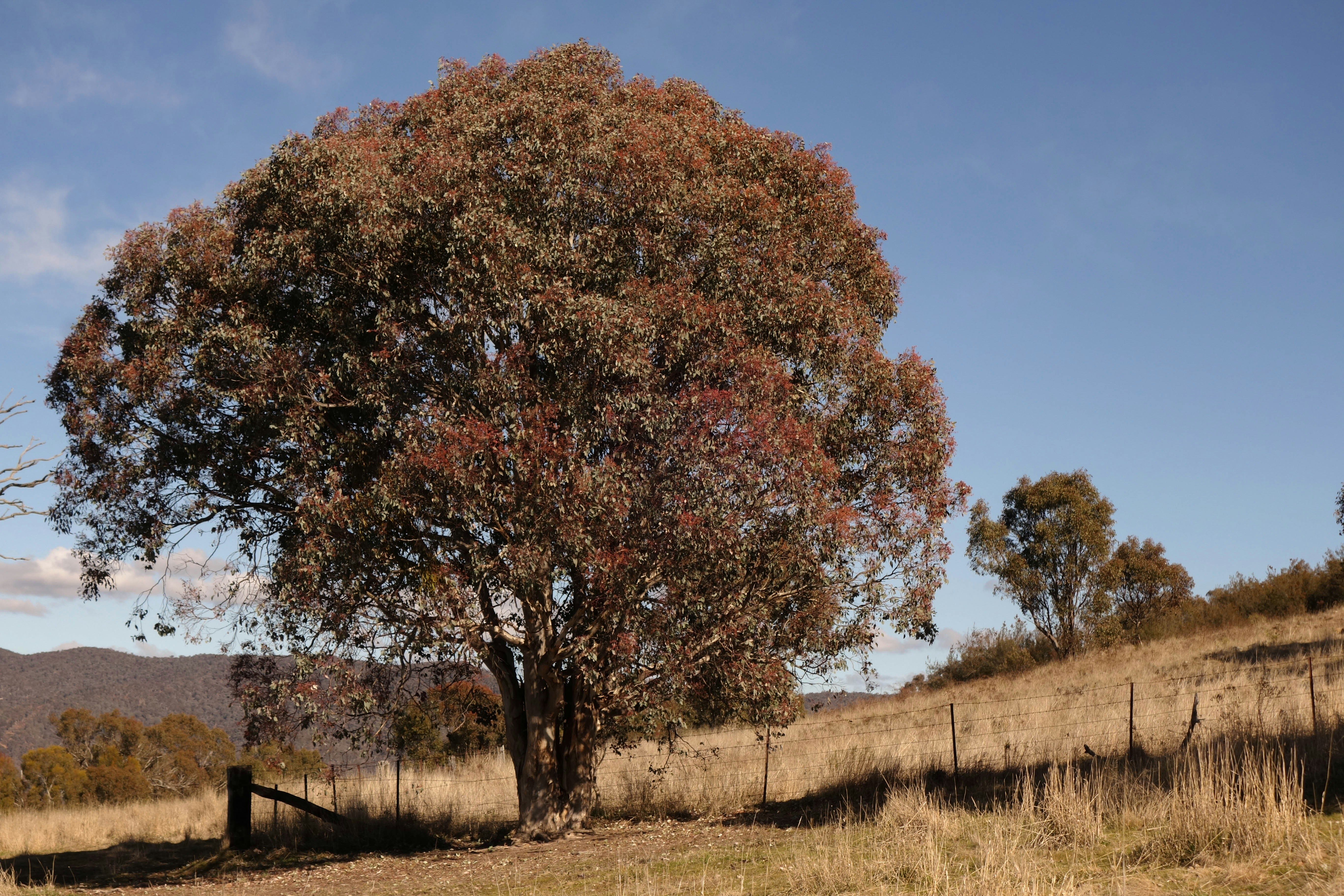 Autumn Giant: A lone tree on a sunlit hillside