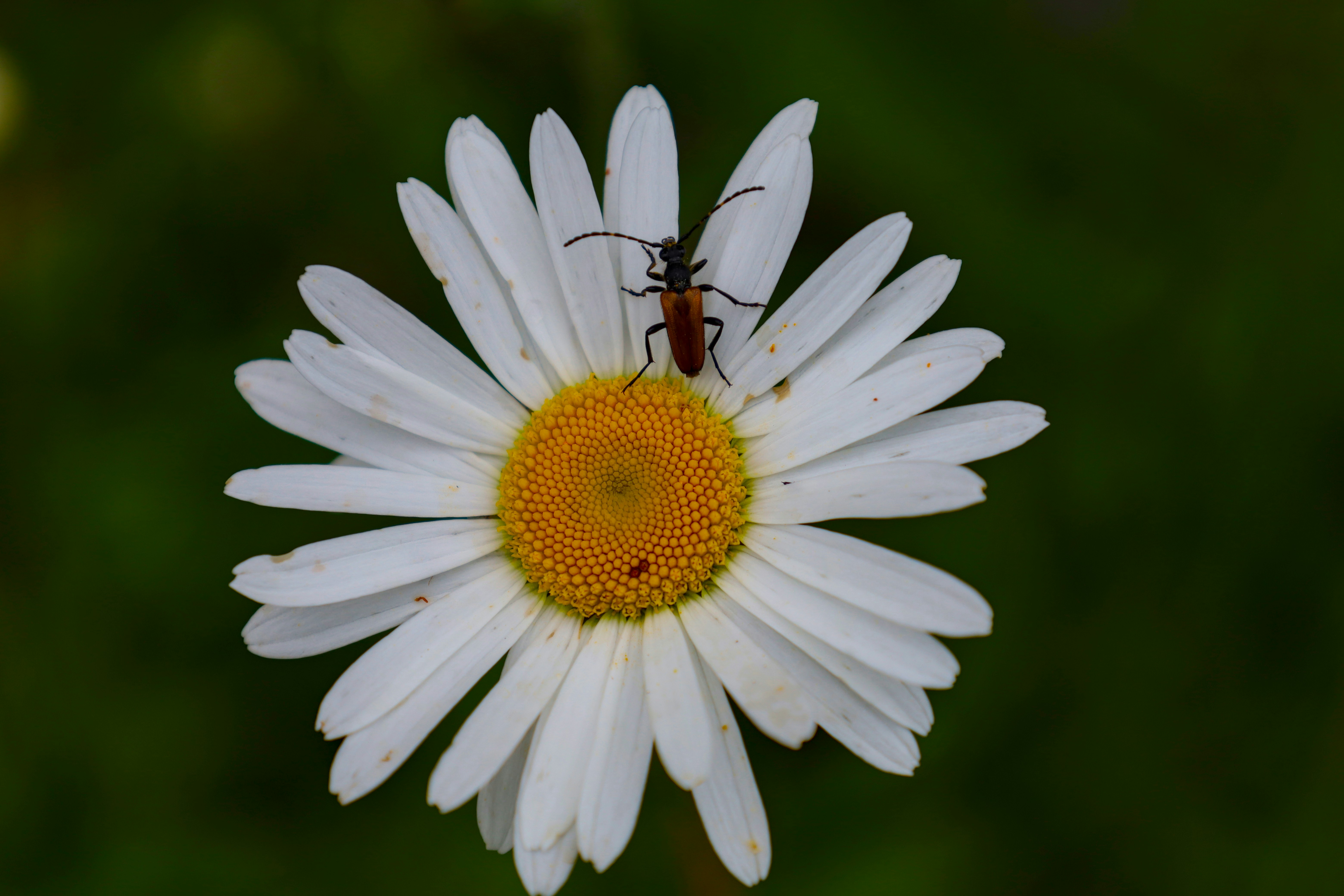 Daisy in Focus: a beetle perched at the flower’s heart