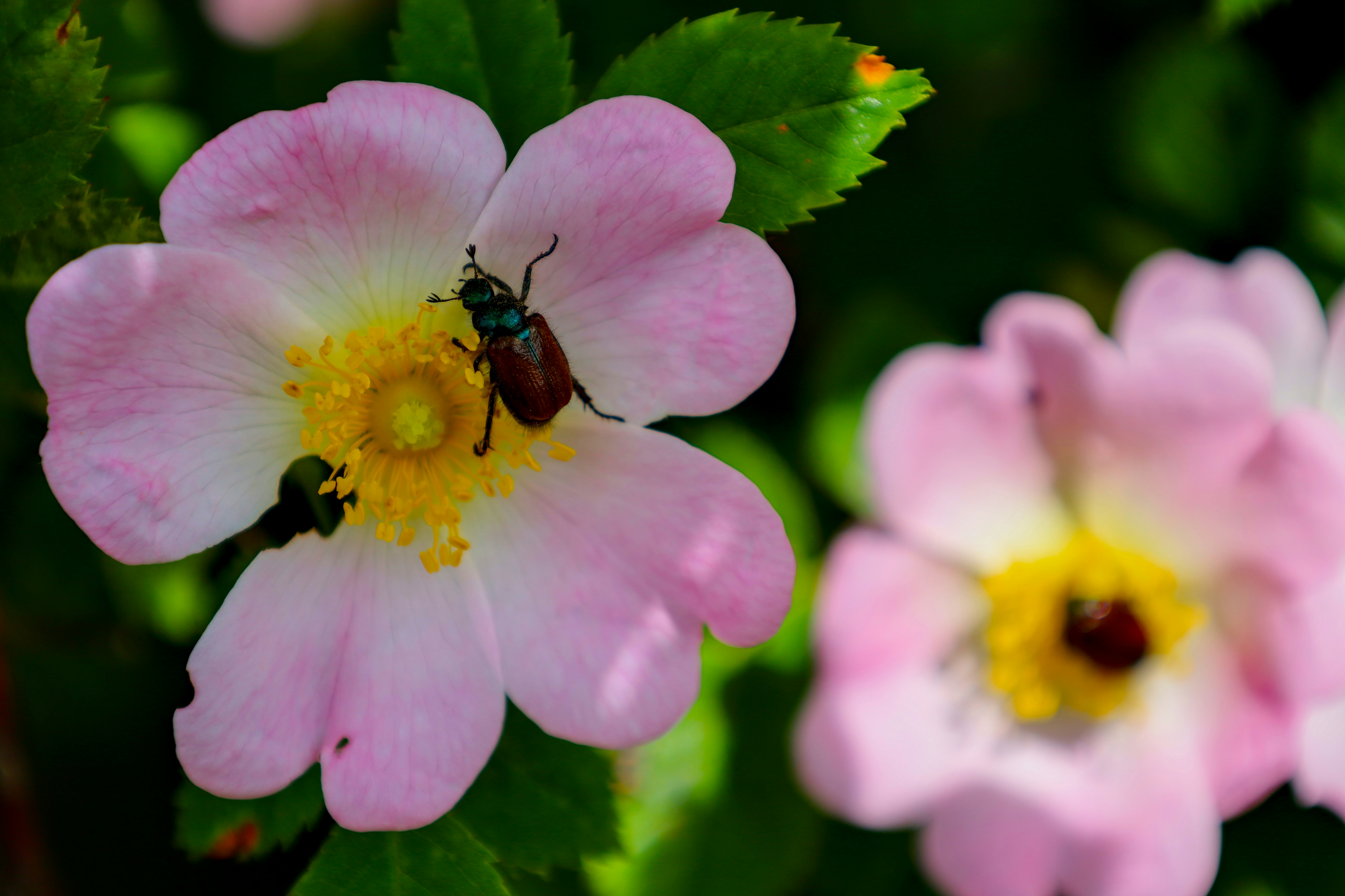 Macro Moment: Bee at the Heart of a Petal Bloom