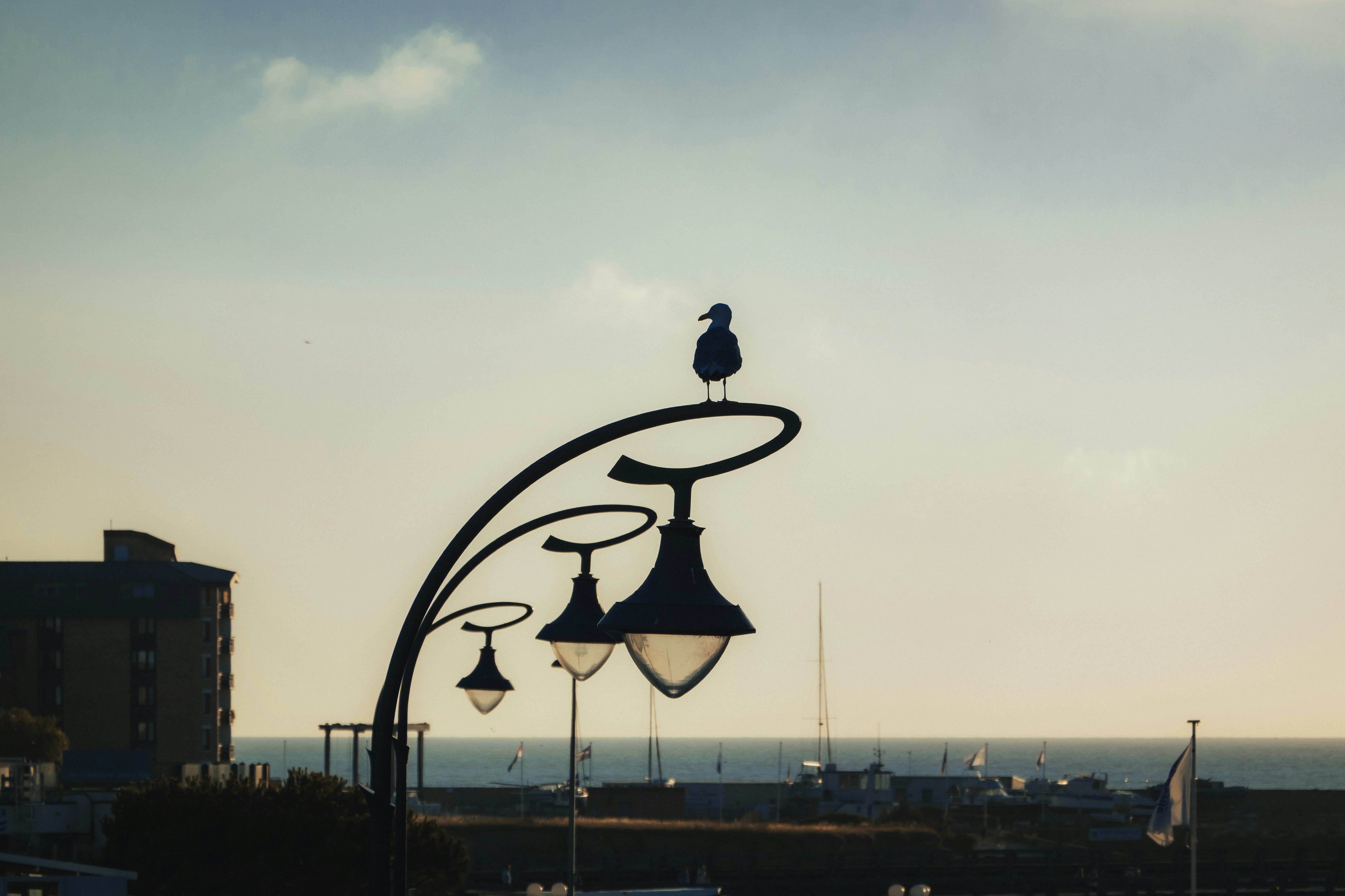 Seagull Sentinel atop the Pier Lantern