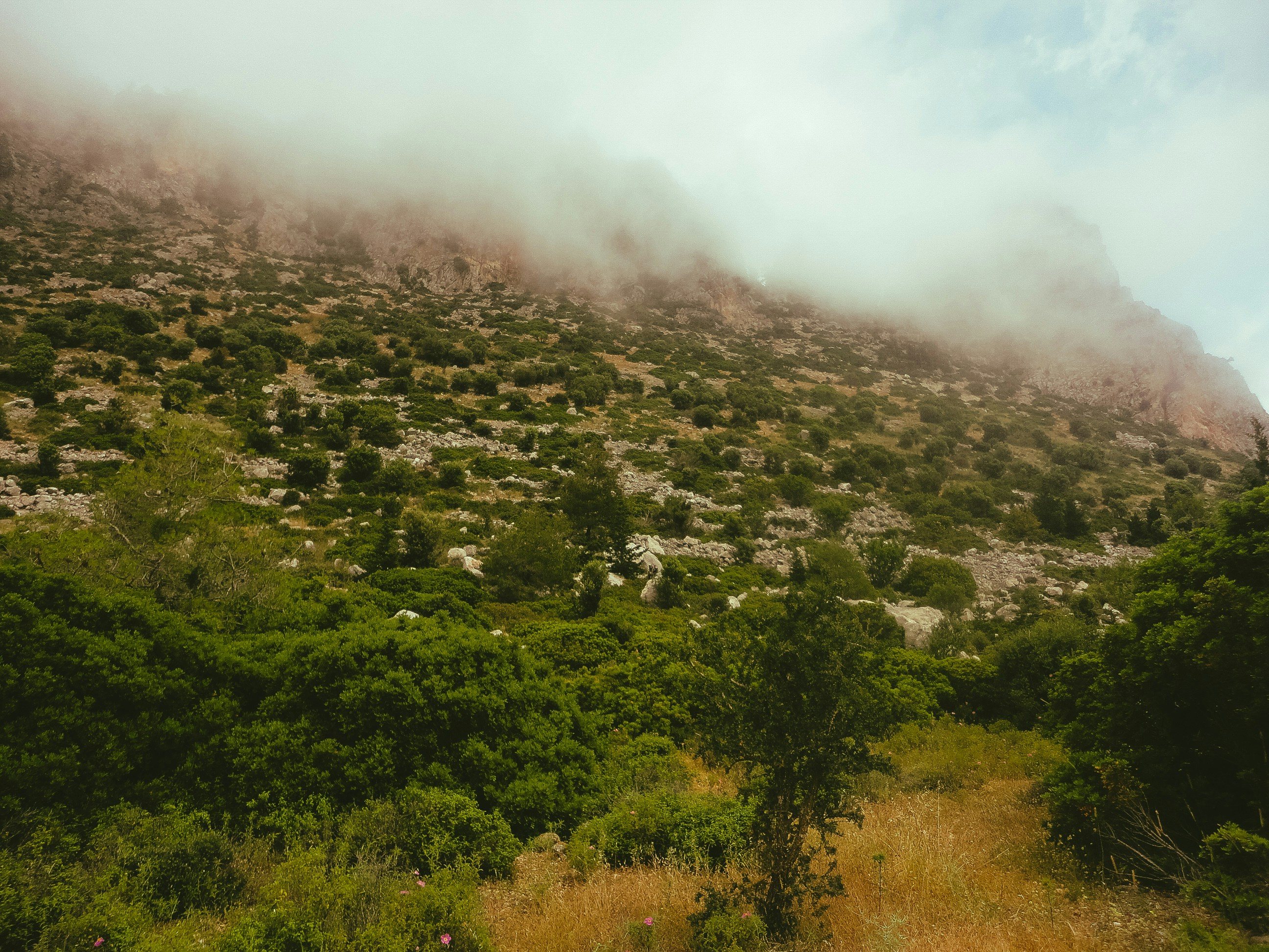 Rolling hillside with scattered shrubs and trees under a low cloud veil, capturing the transition between vegetation and fog-draped mountaintop.