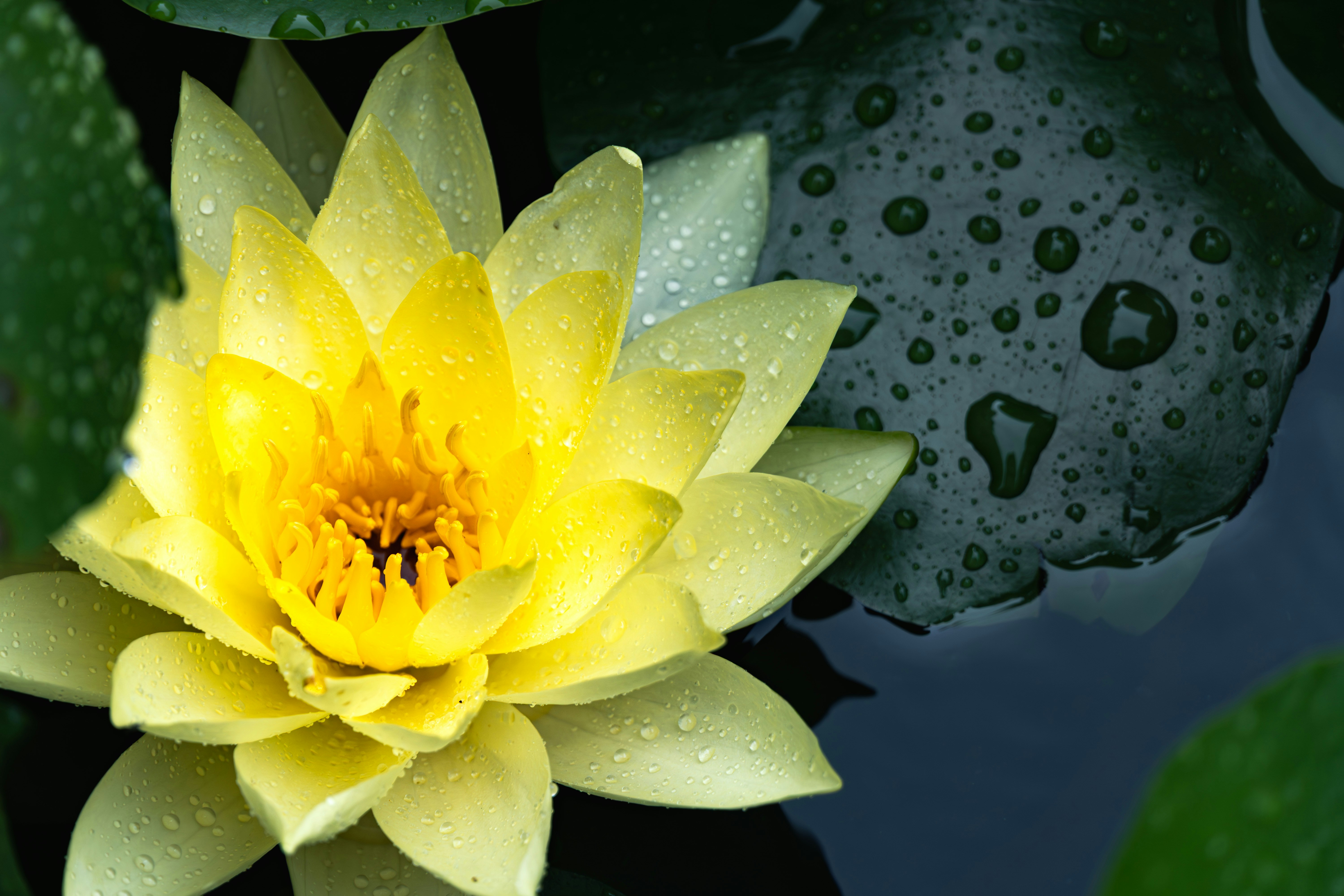 Golden Lotus in Quiet Waters