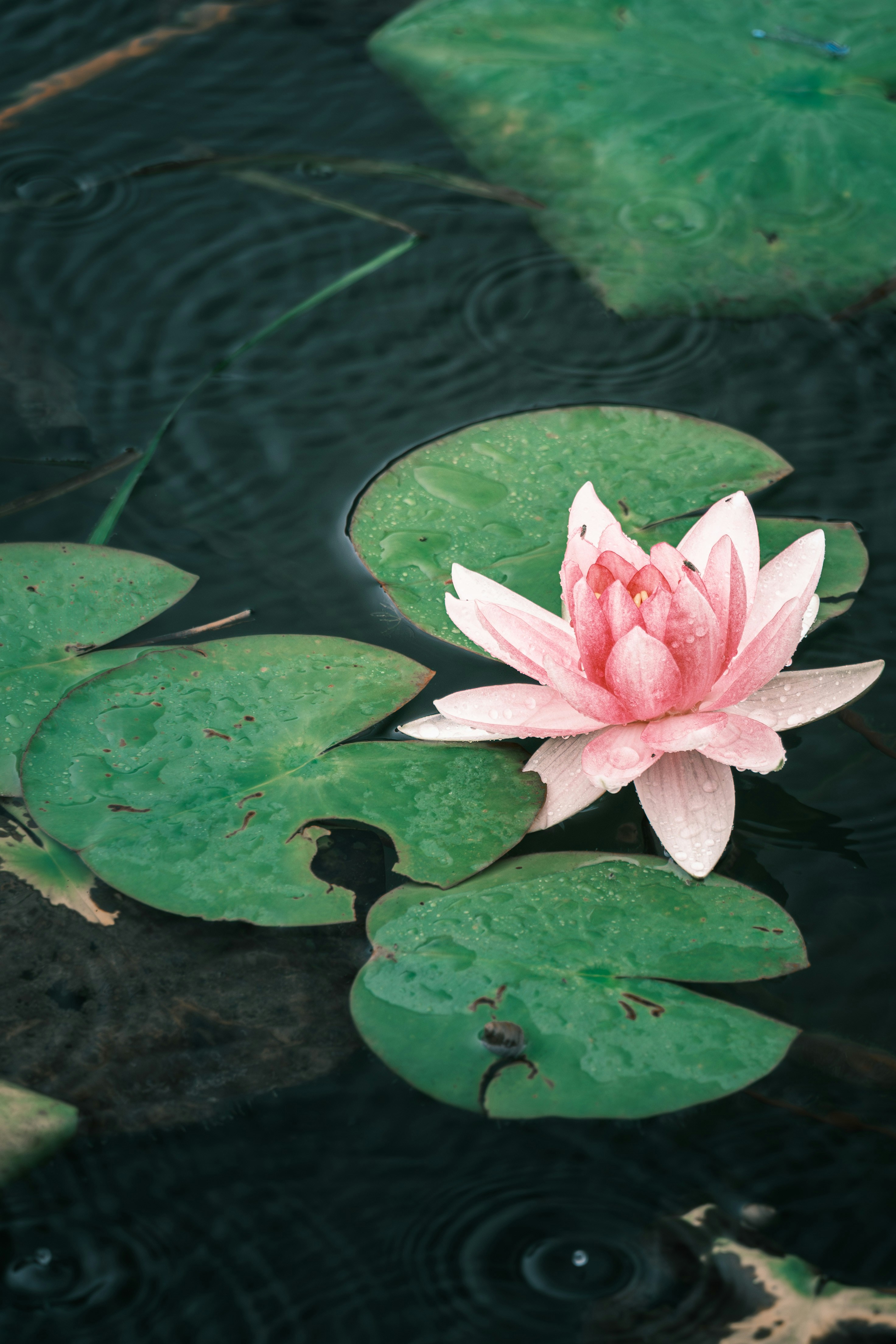 Pink Water Lily Centered in Quiet Pond
