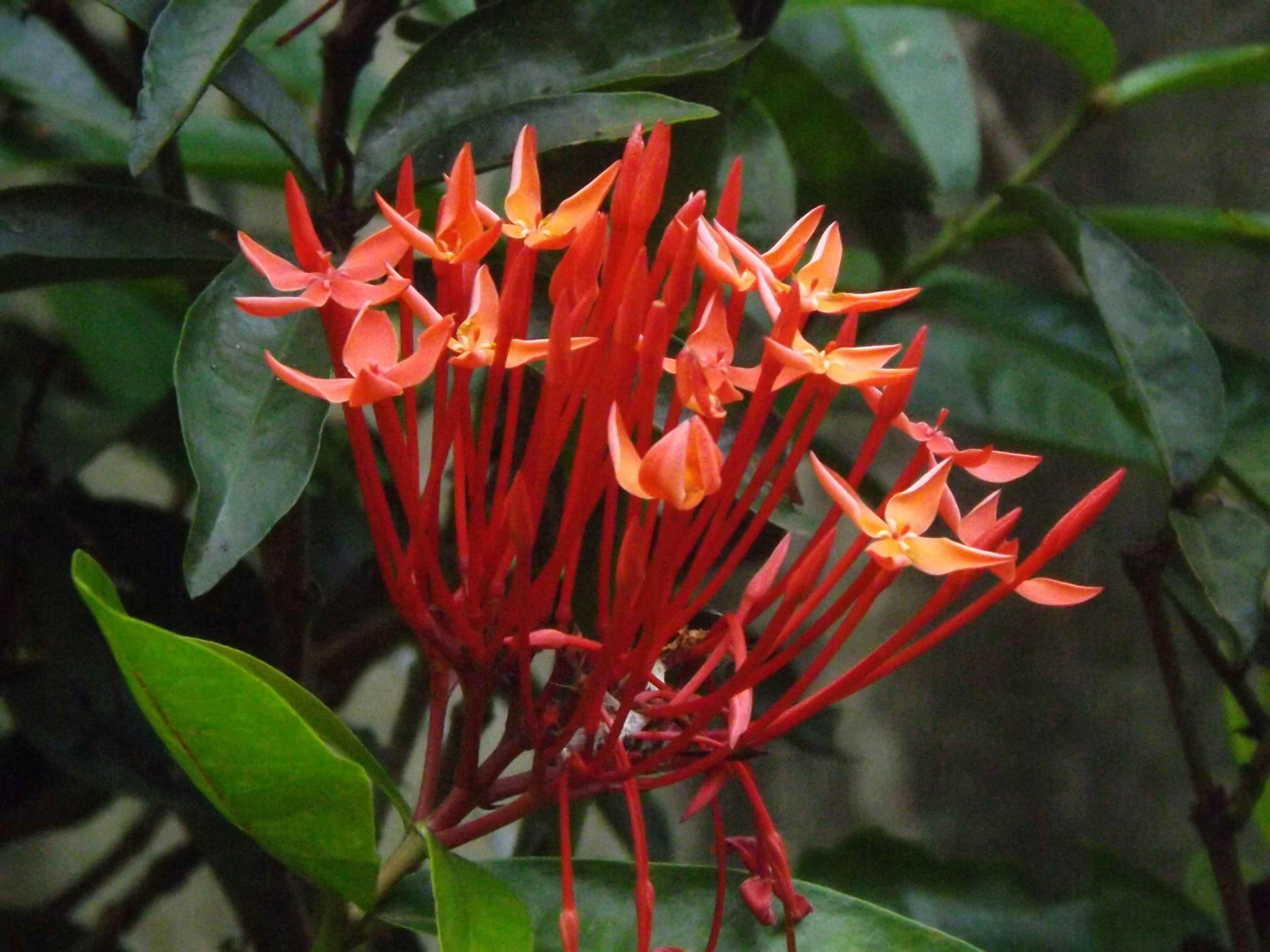 Red Firework Cluster: A Burst of Tropical Orchid-like Blooms