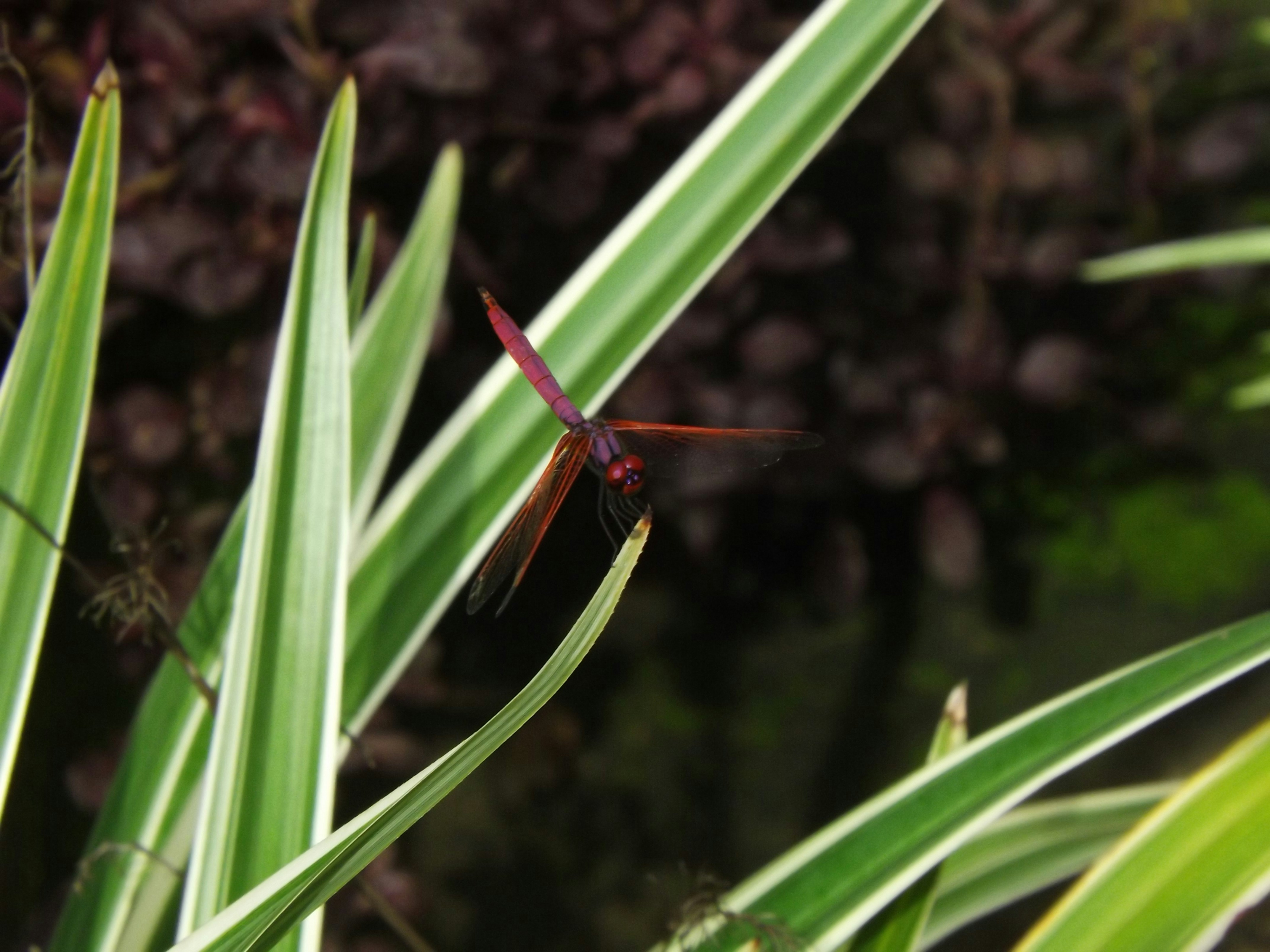 Crimson Dragonfly Perched Among Strappy Green Leaves