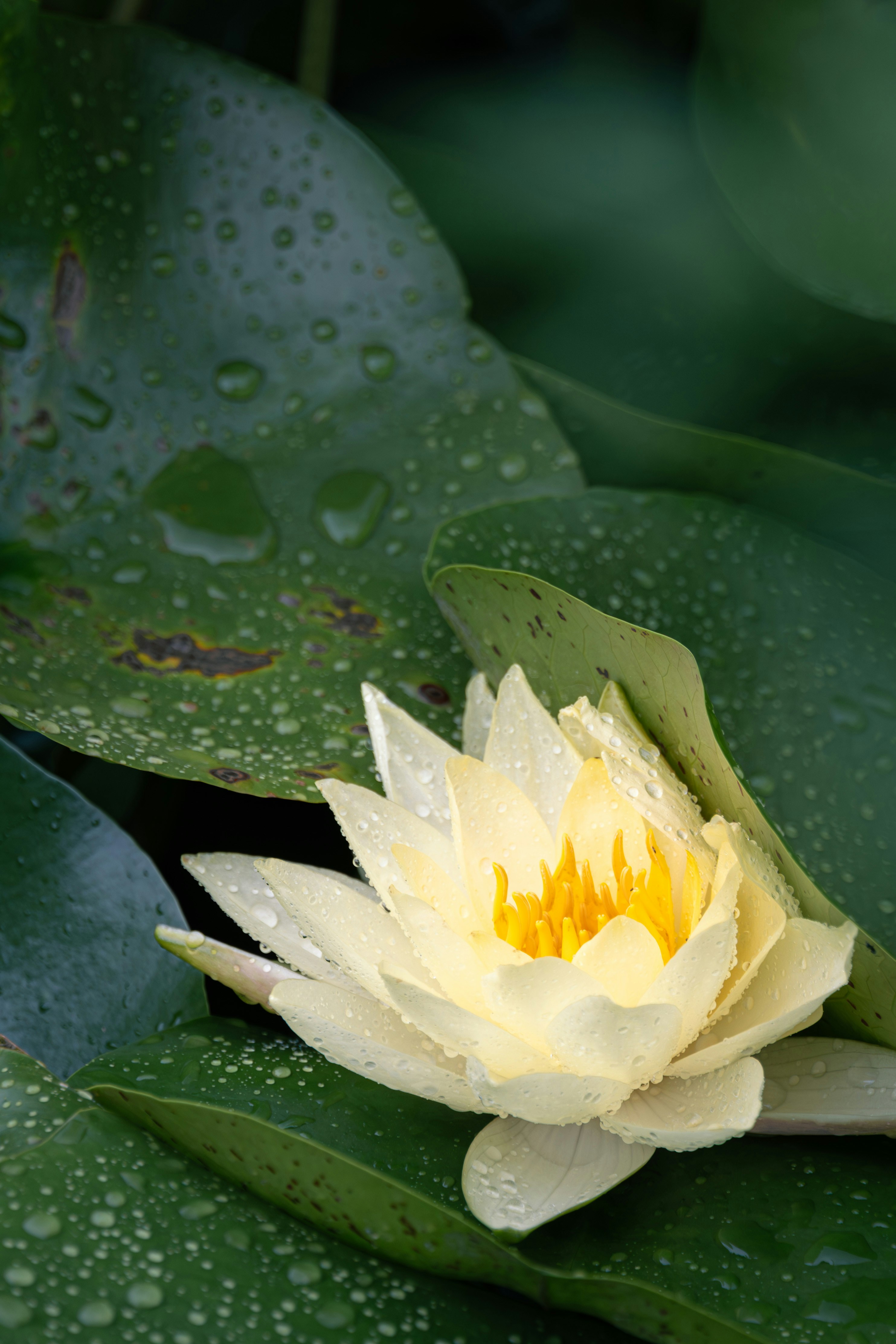 Flora in Focus: A Cream Lotus Petal Emerges Through Dew