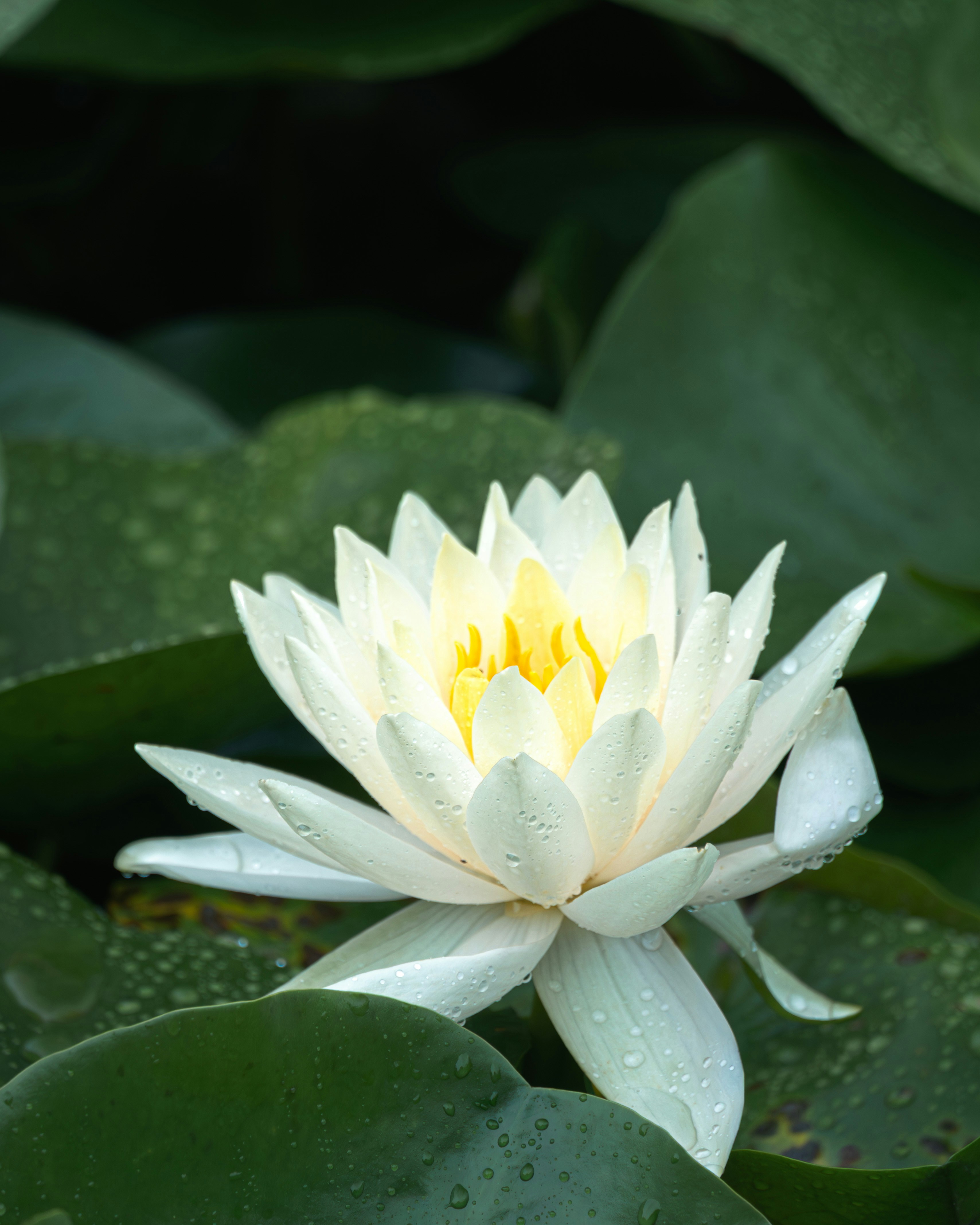Emerald Crown: A White Waterlily Opens its Golden Core